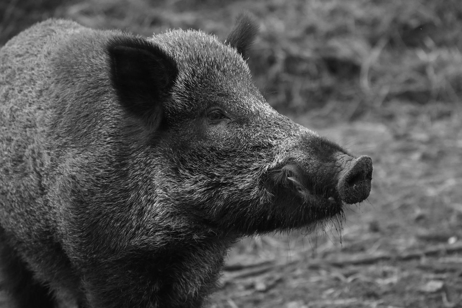 Wild Boar Photos, Download The BEST Free Wild Boar Stock Photos & HD Images