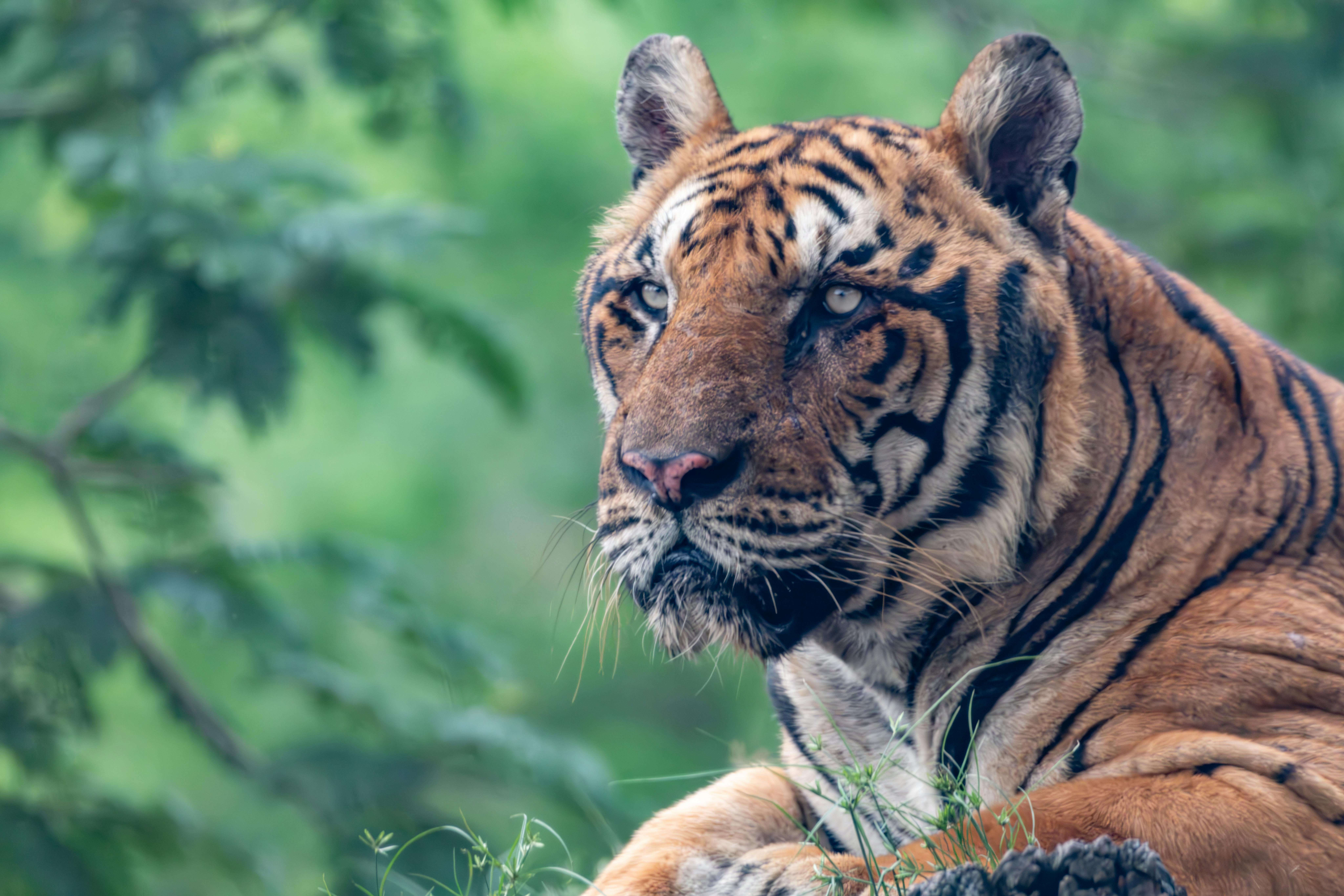Portrait of Tiger · Free Stock Photo