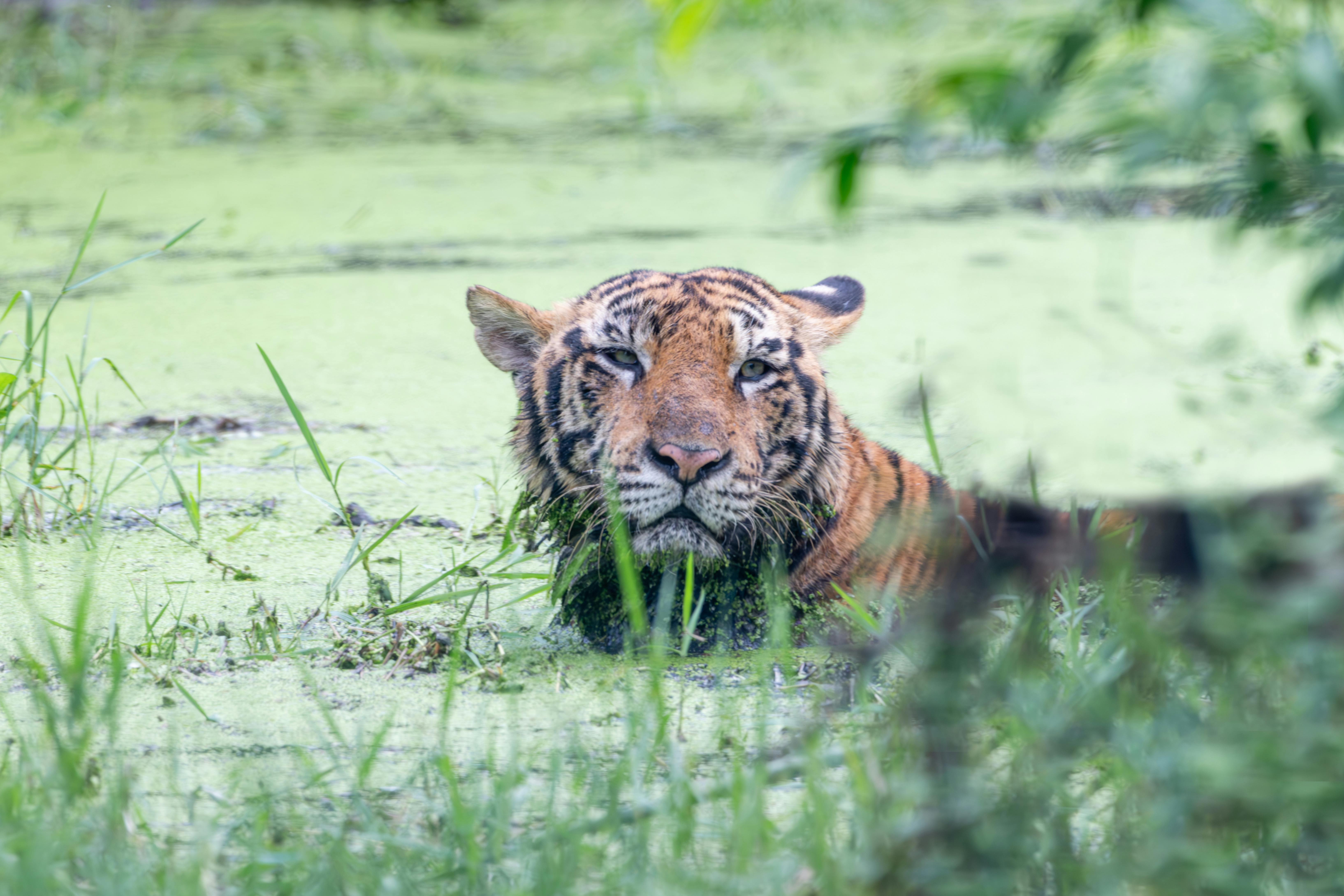 Tiger in Lake on Swamp · Free Stock Photo