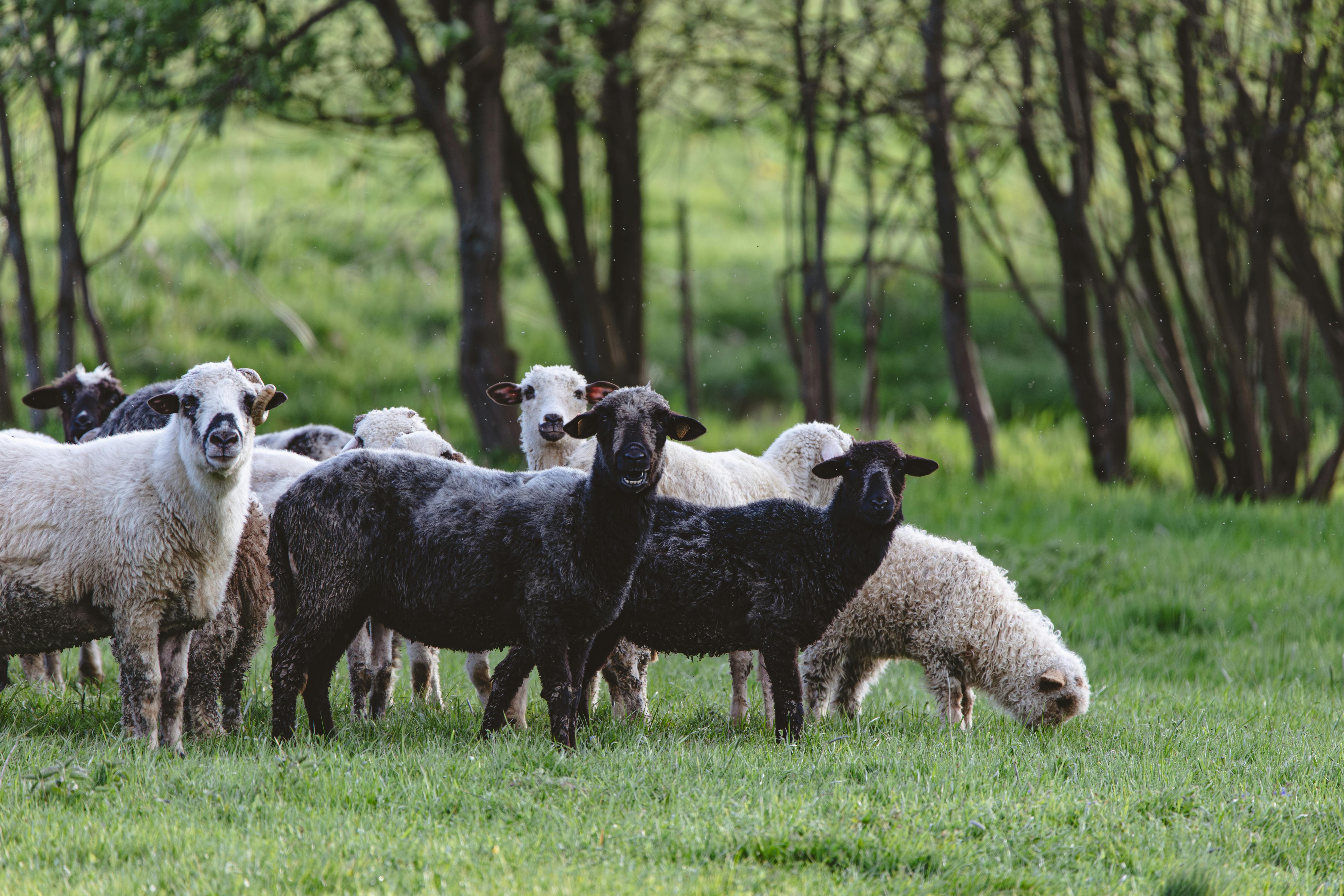 Flock of Sheep on Green Grass on Field at Daytime · Free Stock Photo