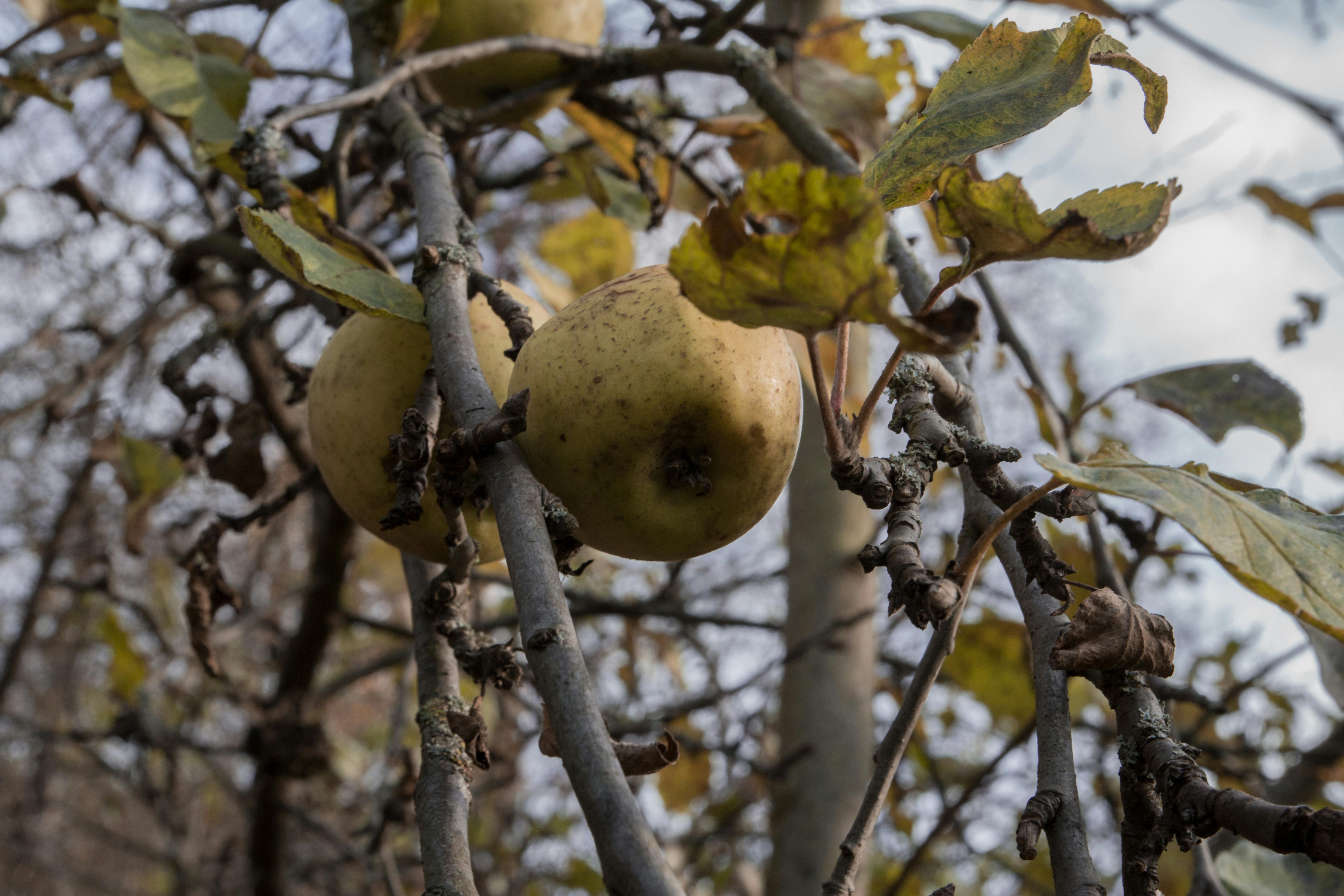 Free stock photo of apple tree, apples, autumn
