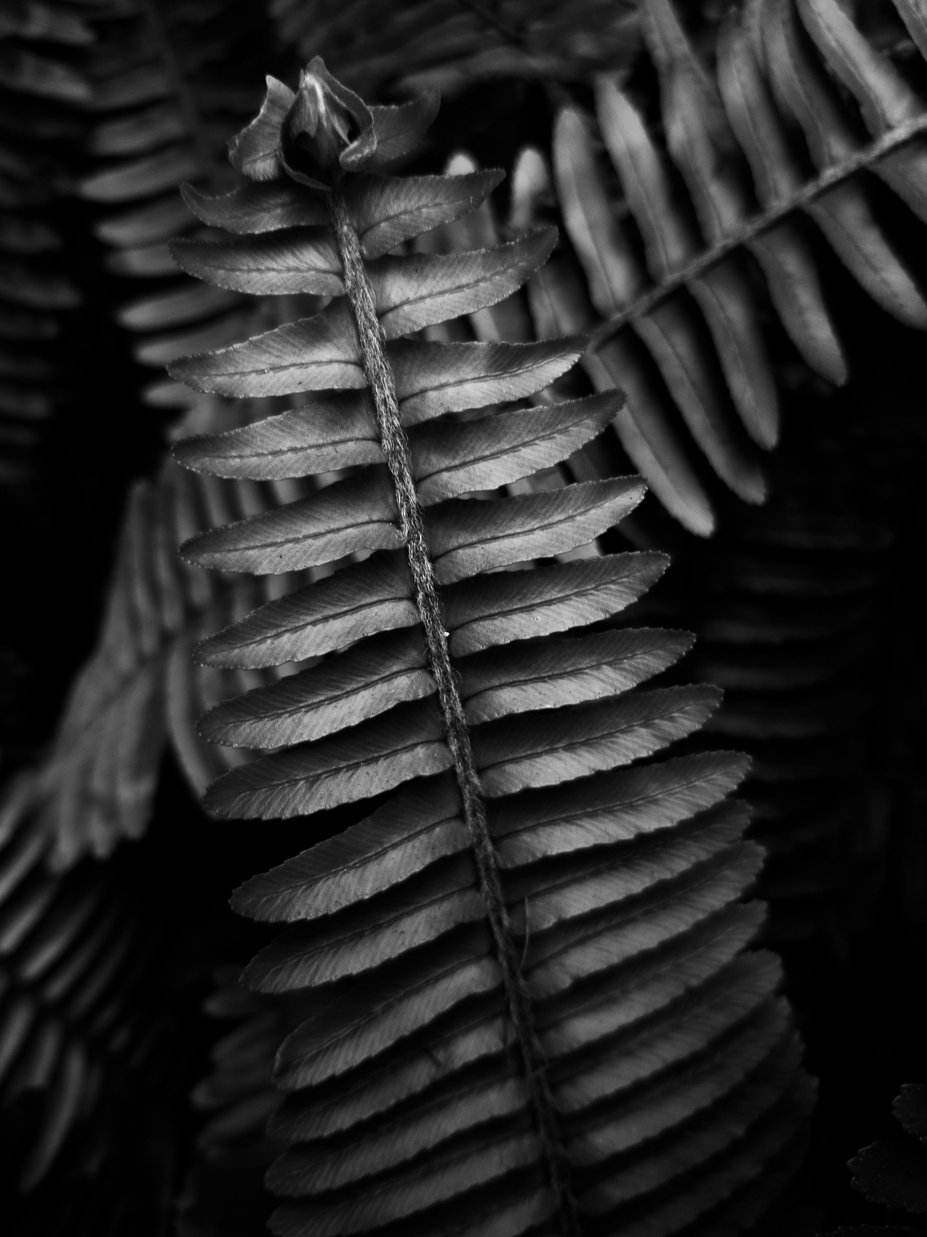 Grayscale Photo of Plants · Free Stock Photo