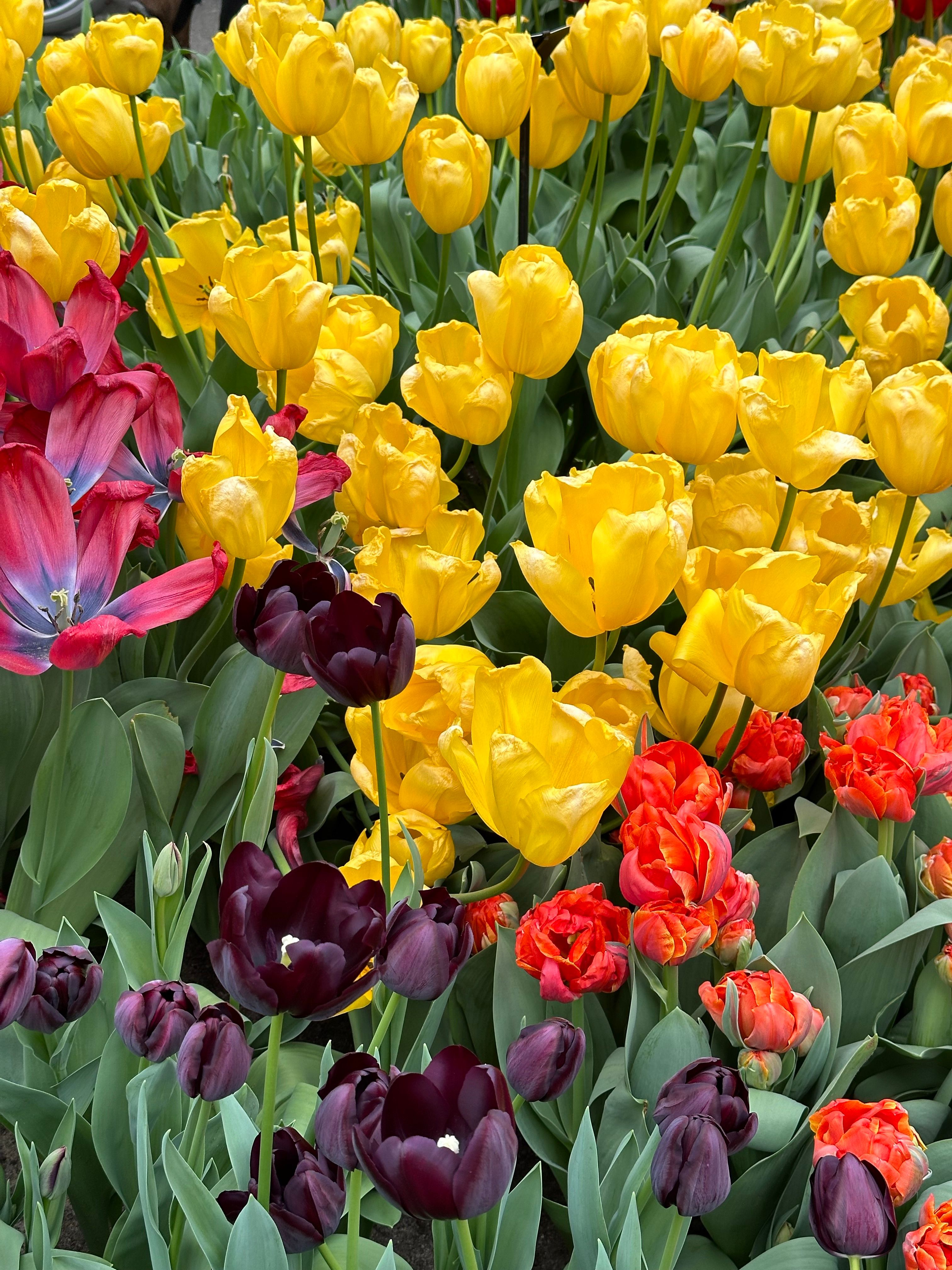 Lone Yellow Tulip in Vibrant Spring Garden · Free Stock Photo