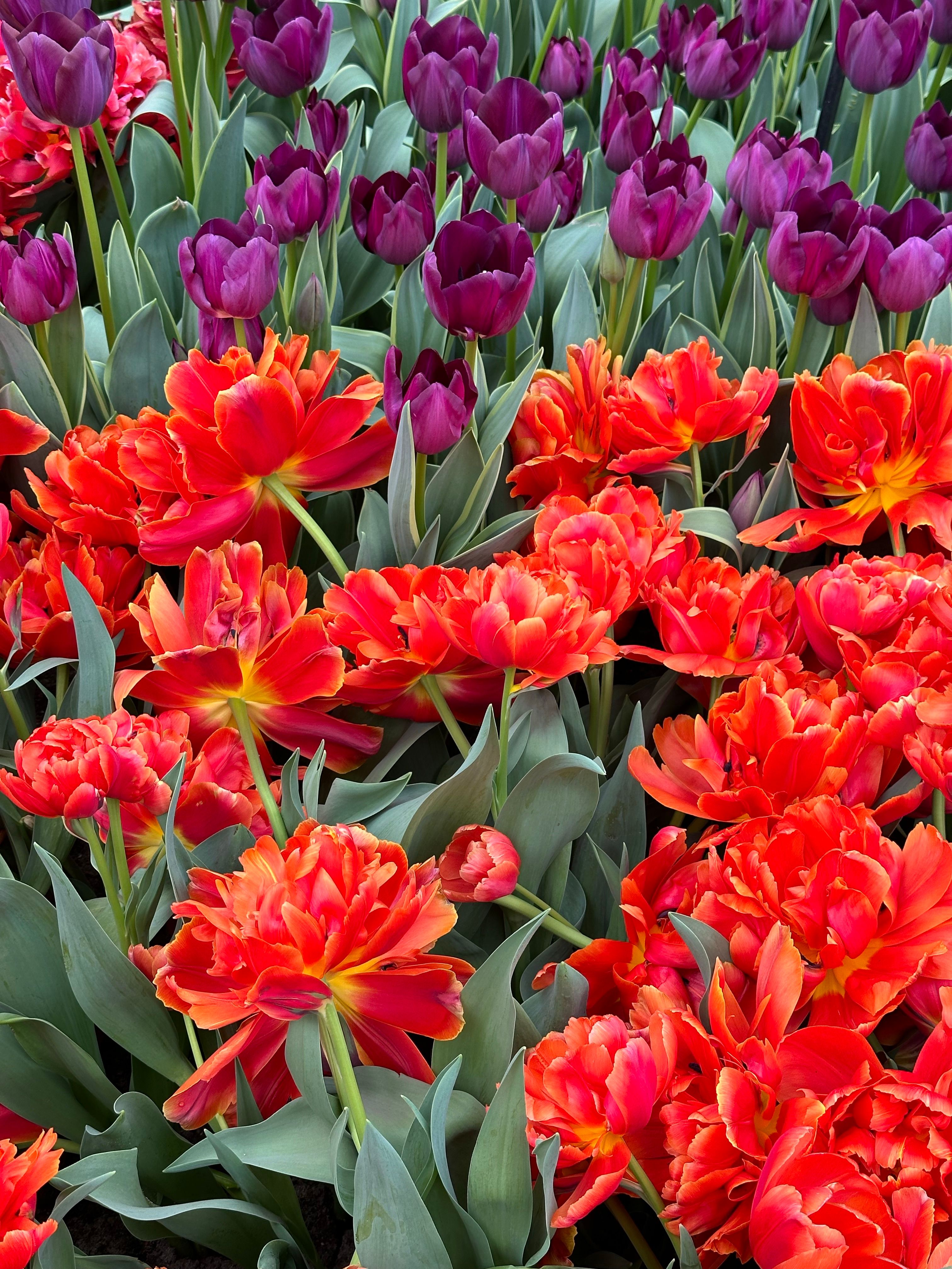 Vibrant Tulip Market Display in Freiburg · Free Stock Photo