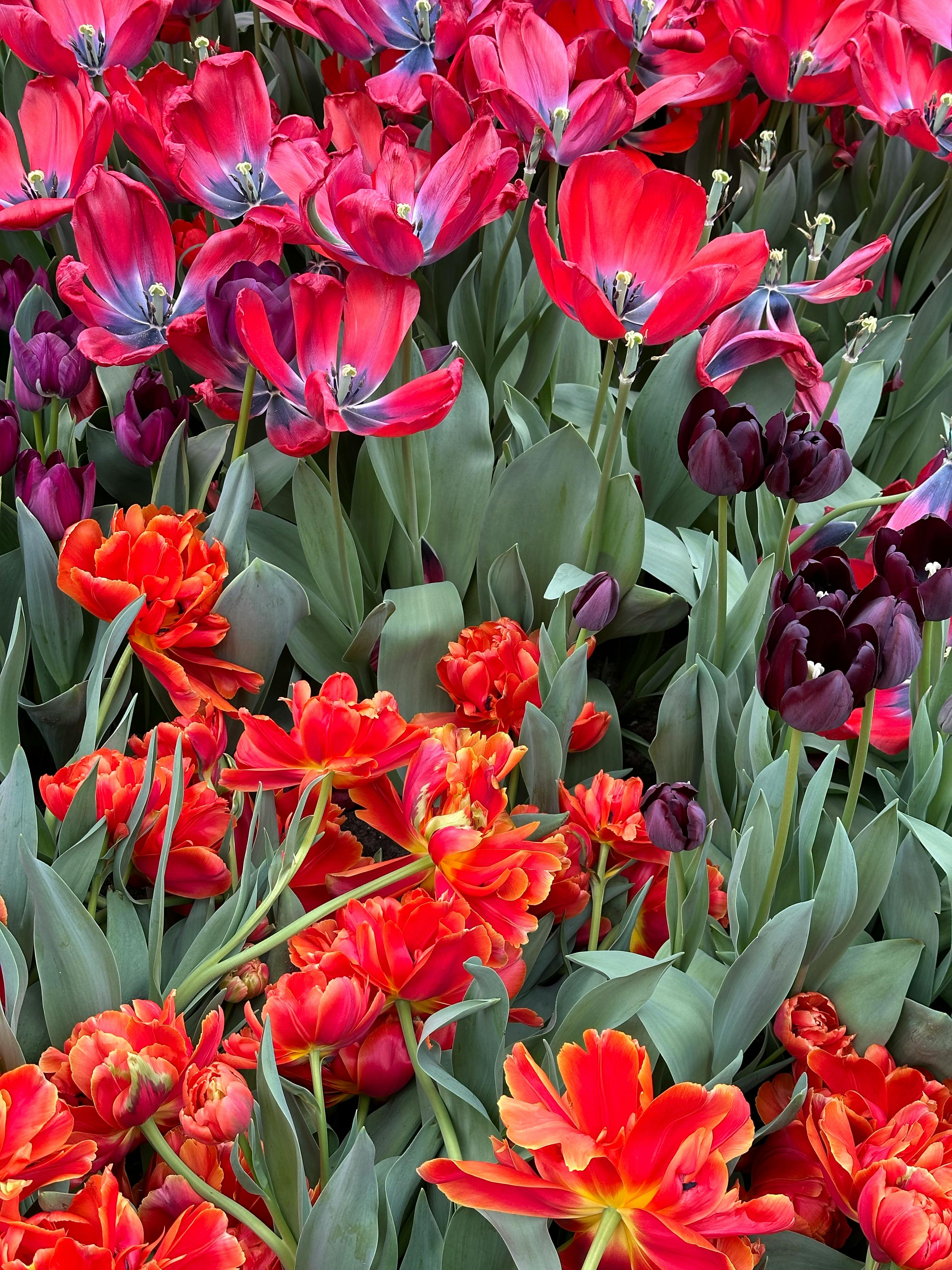Variety of Blooming Hybrid Tulips · Free Stock Photo