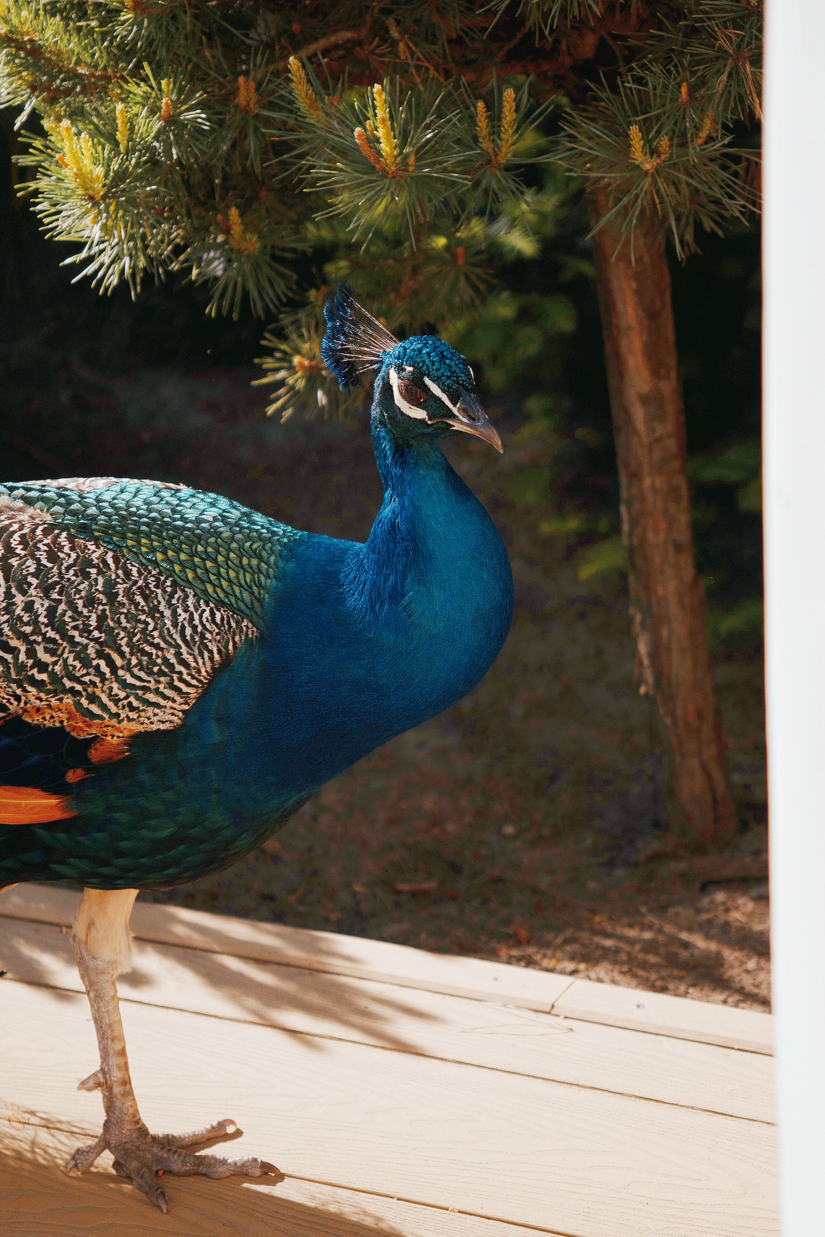 A peacock is standing on a deck · Free Stock Photo