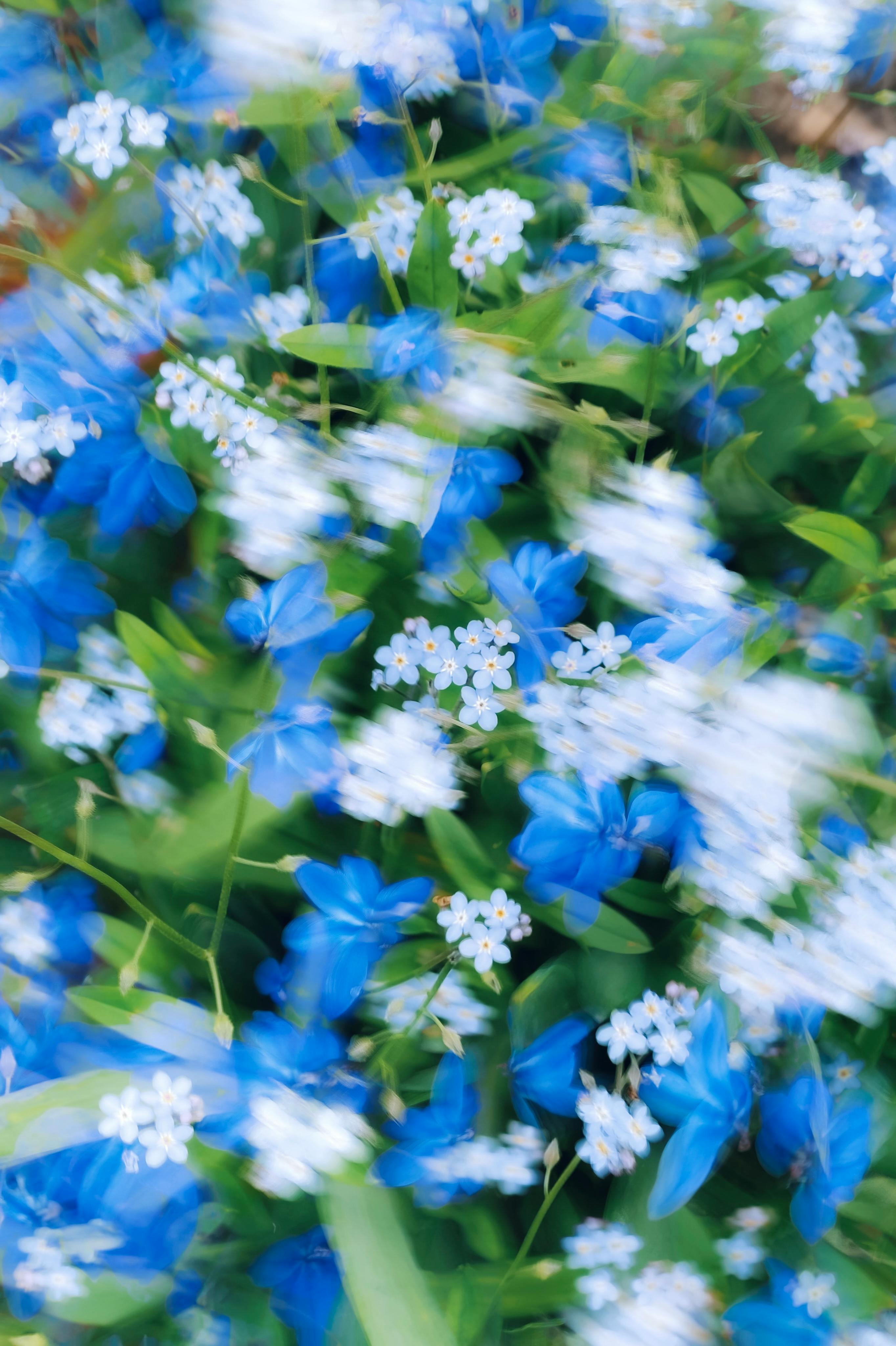 Blue Flowers on Meadow · Free Stock Photo
