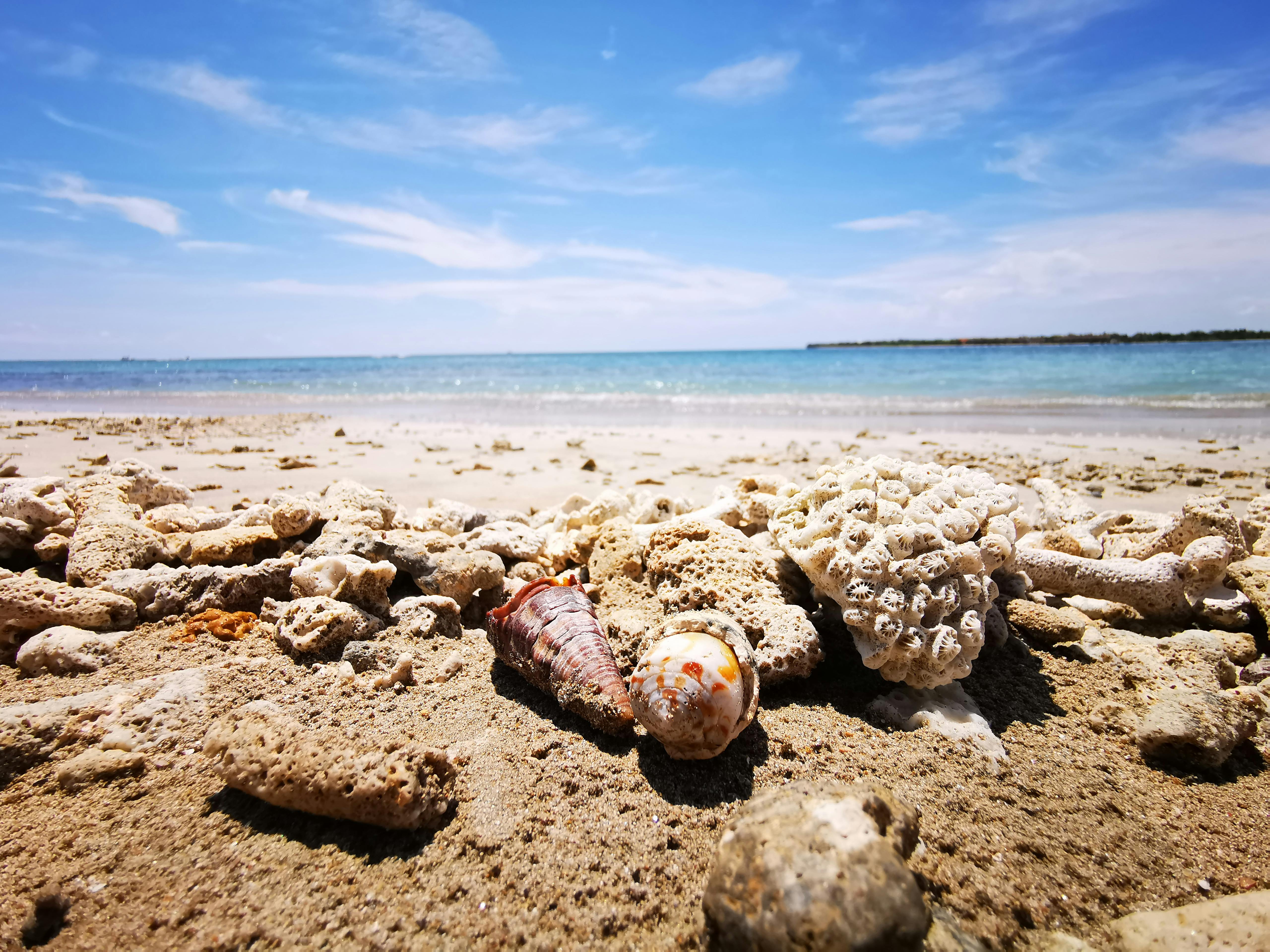 Shells on Beach · Free Stock Photo