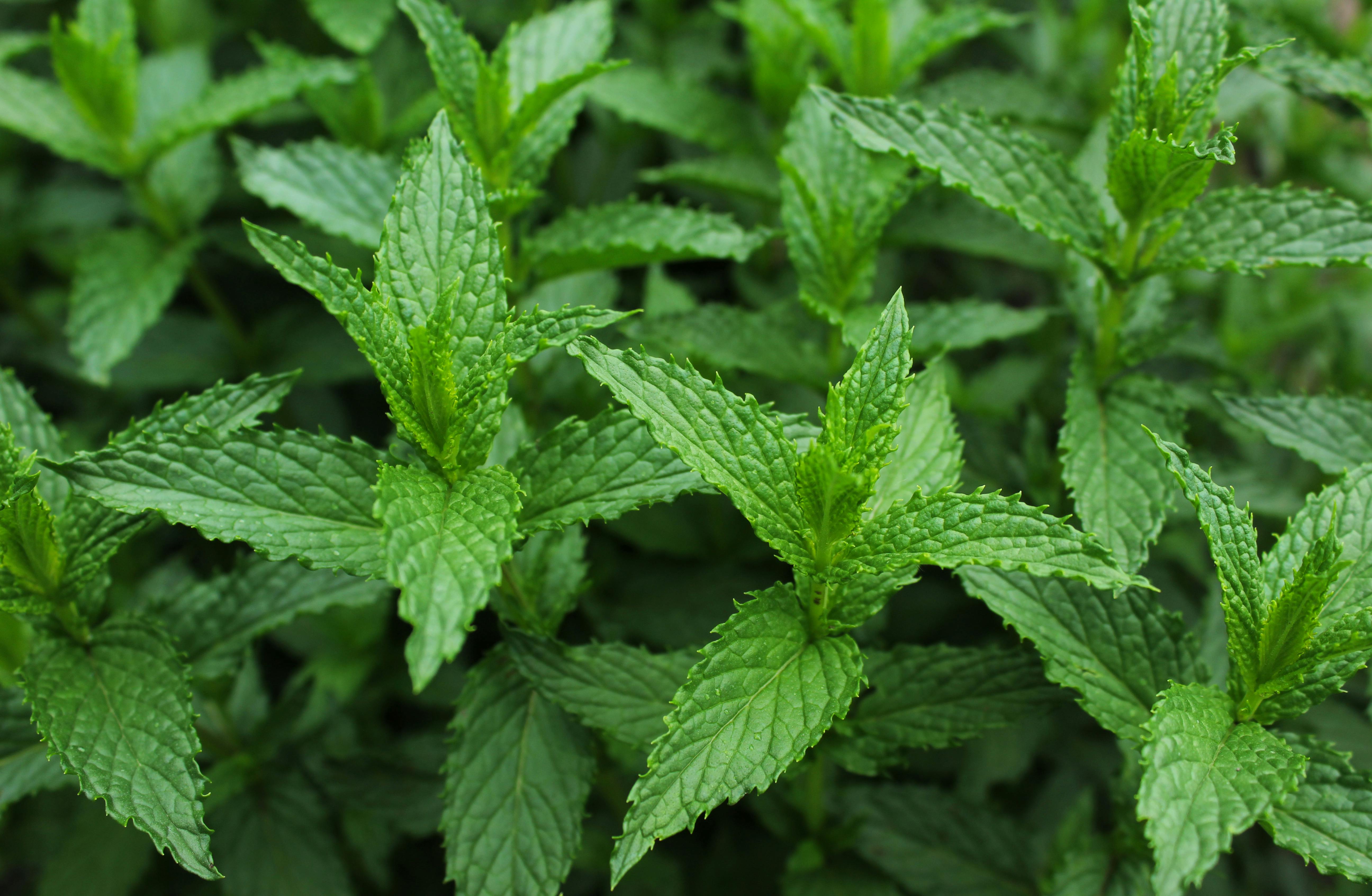 Fresh Mint · Free Stock Photo