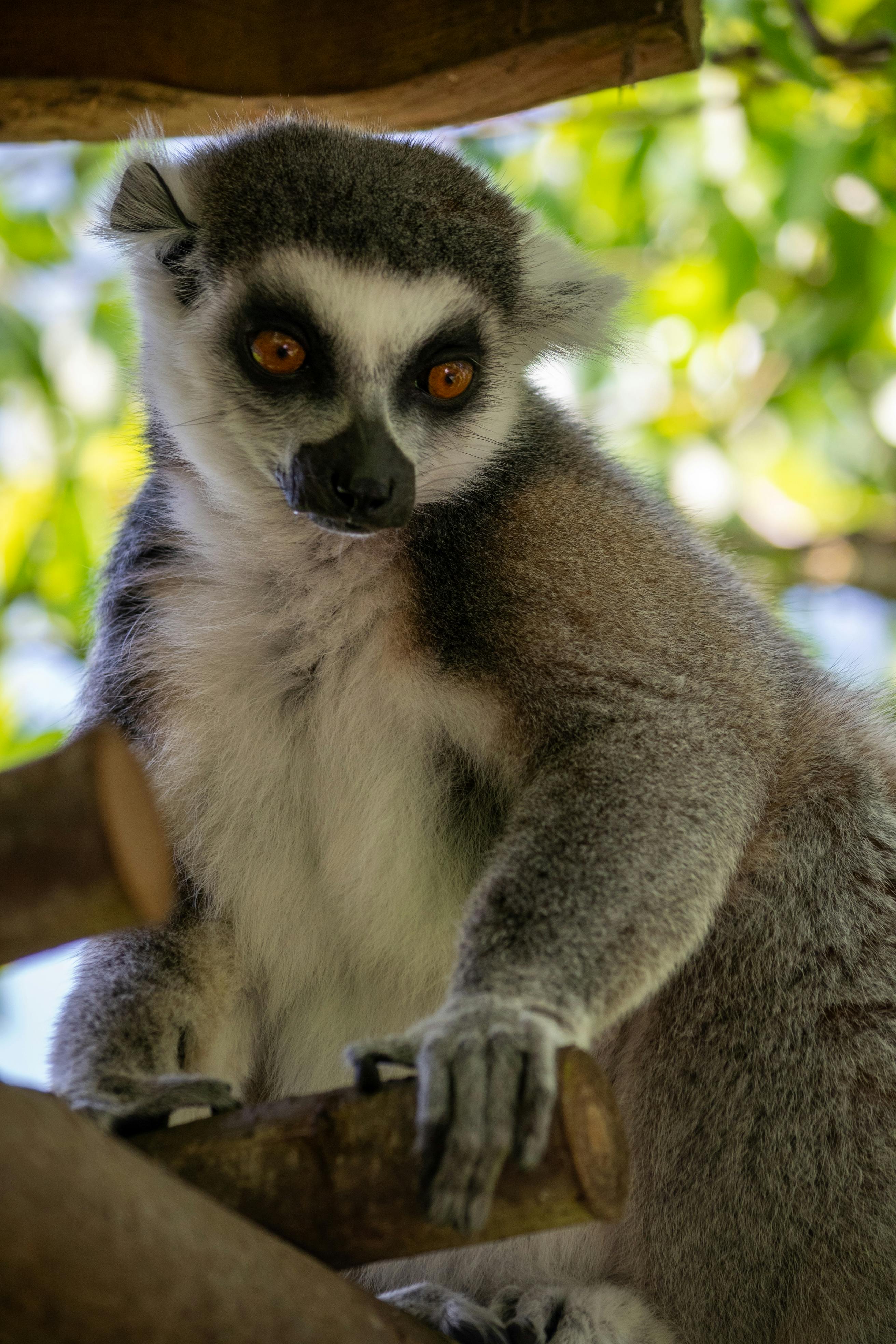 Ring Tailed Lemur in Zoo · Free Stock Photo