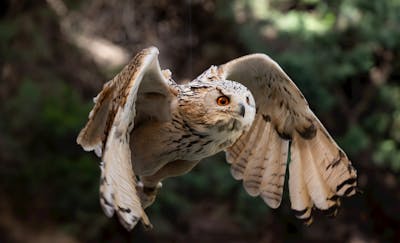 Owl Flying Photos, Download The BEST Free Owl Flying Stock Photos & HD ...