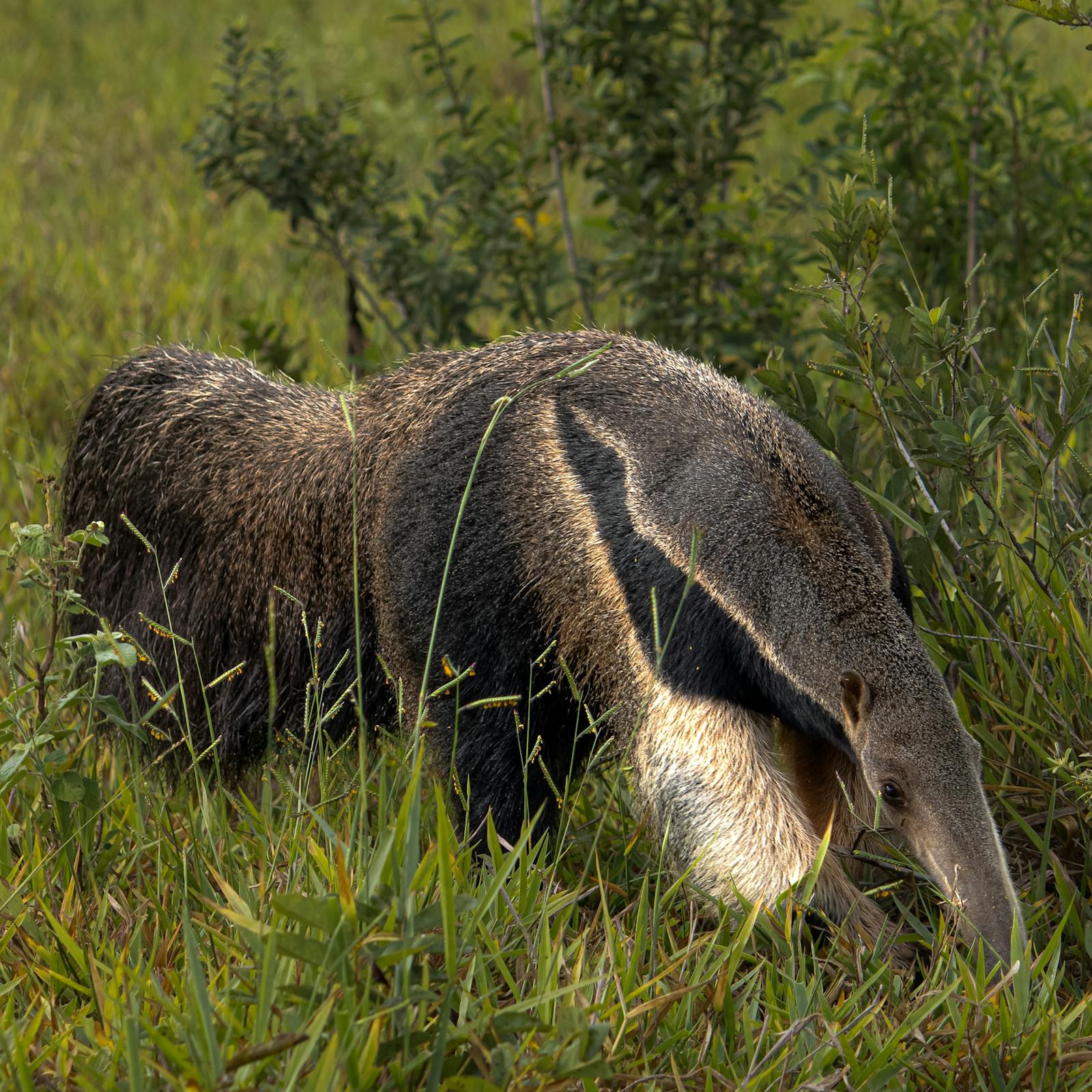 Anteater Photos, Download The BEST Free Anteater Stock Photos & HD Images