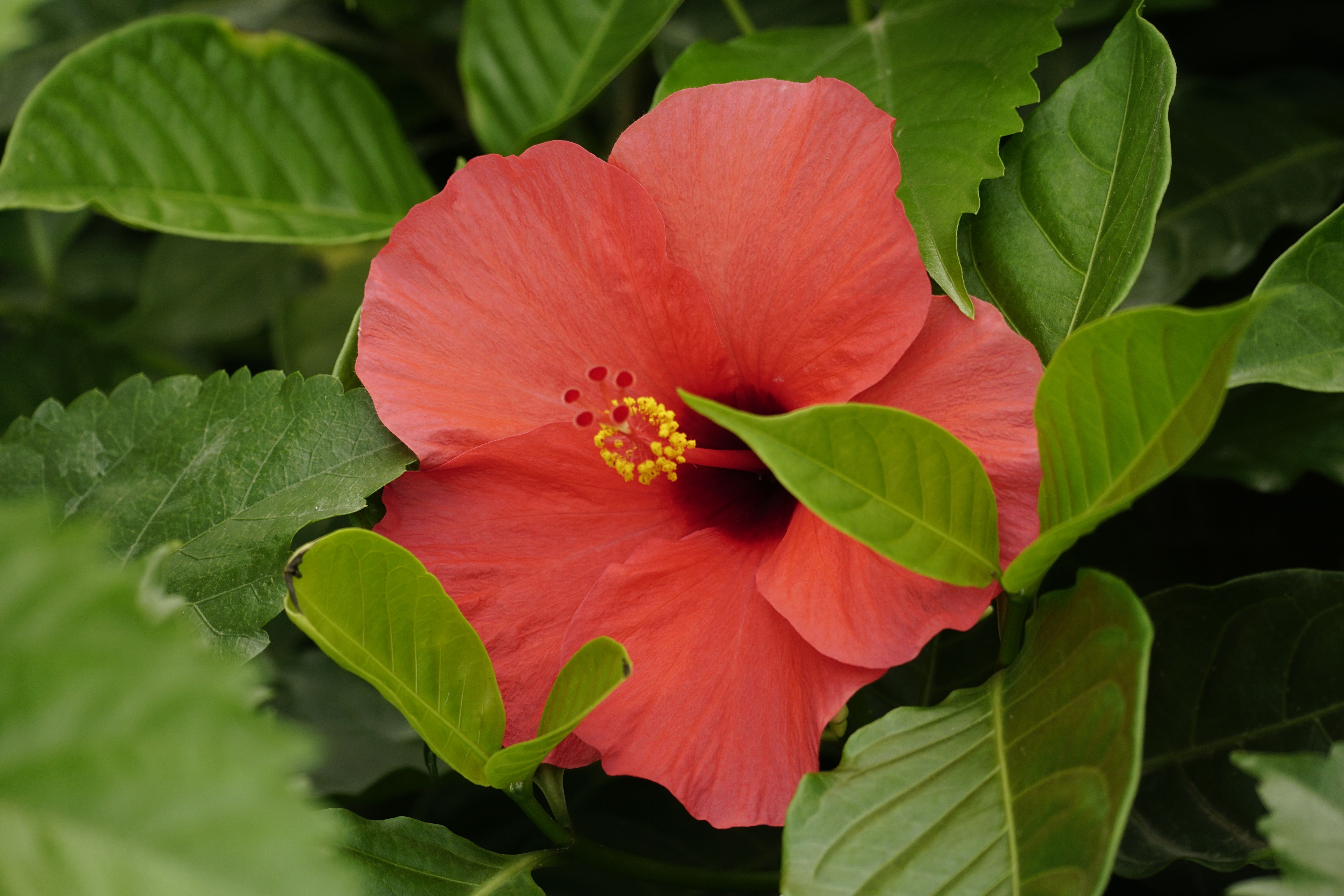 Single Blooming Hibiscus · Free Stock Photo