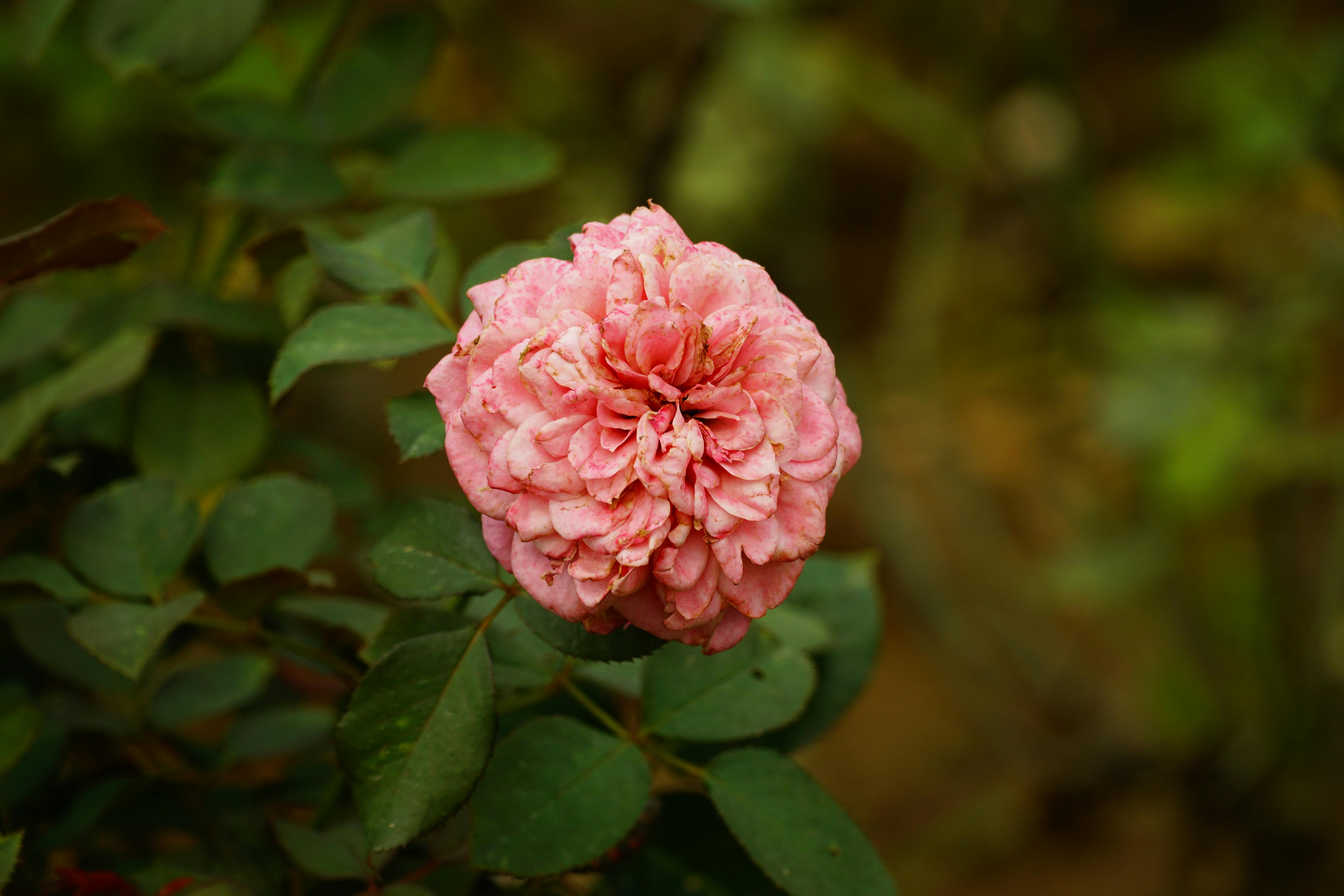 Pink Rose · Free Stock Photo