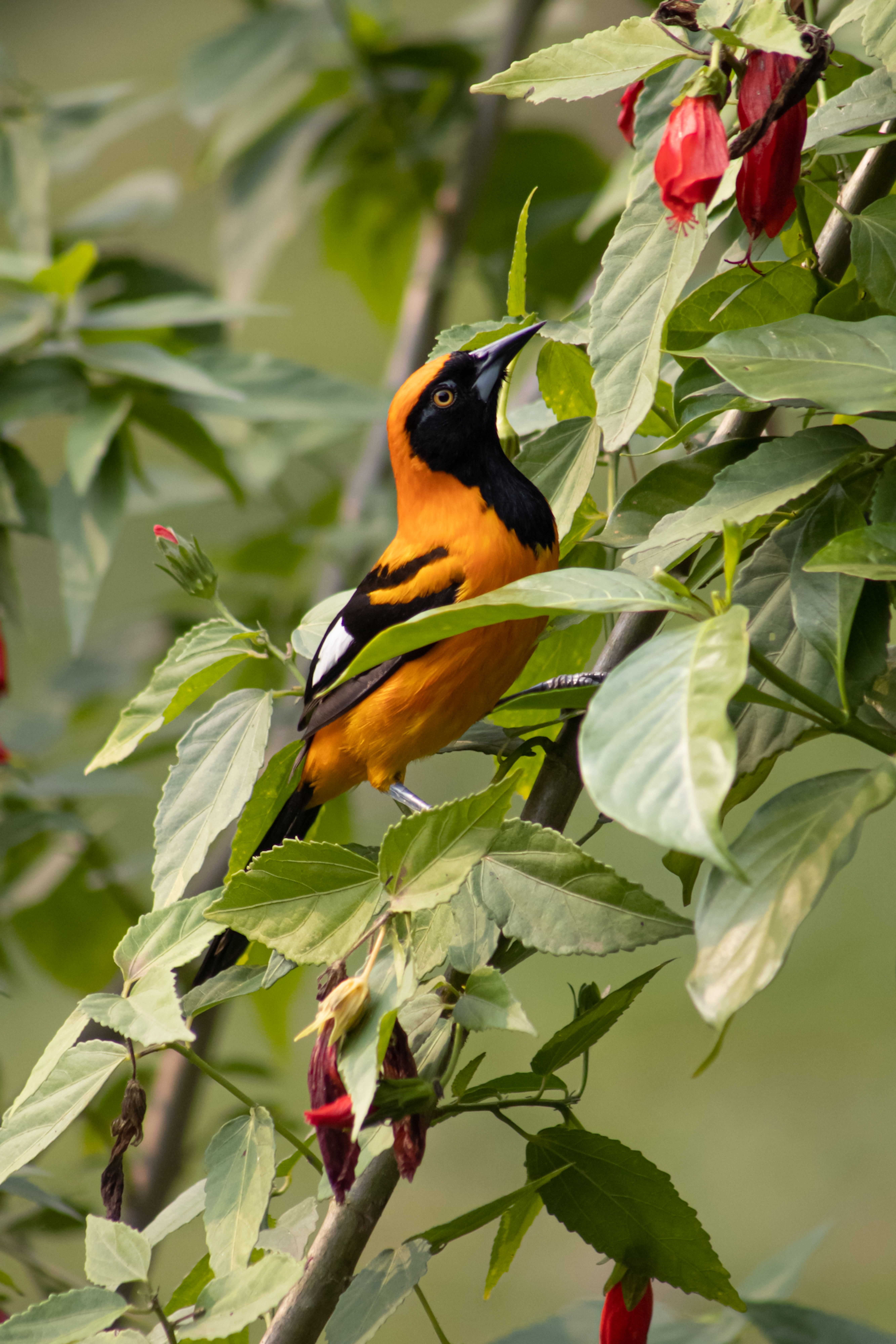 Orange-backed Troupial Bird Reaching to Flower on a Tree · Free Stock Photo