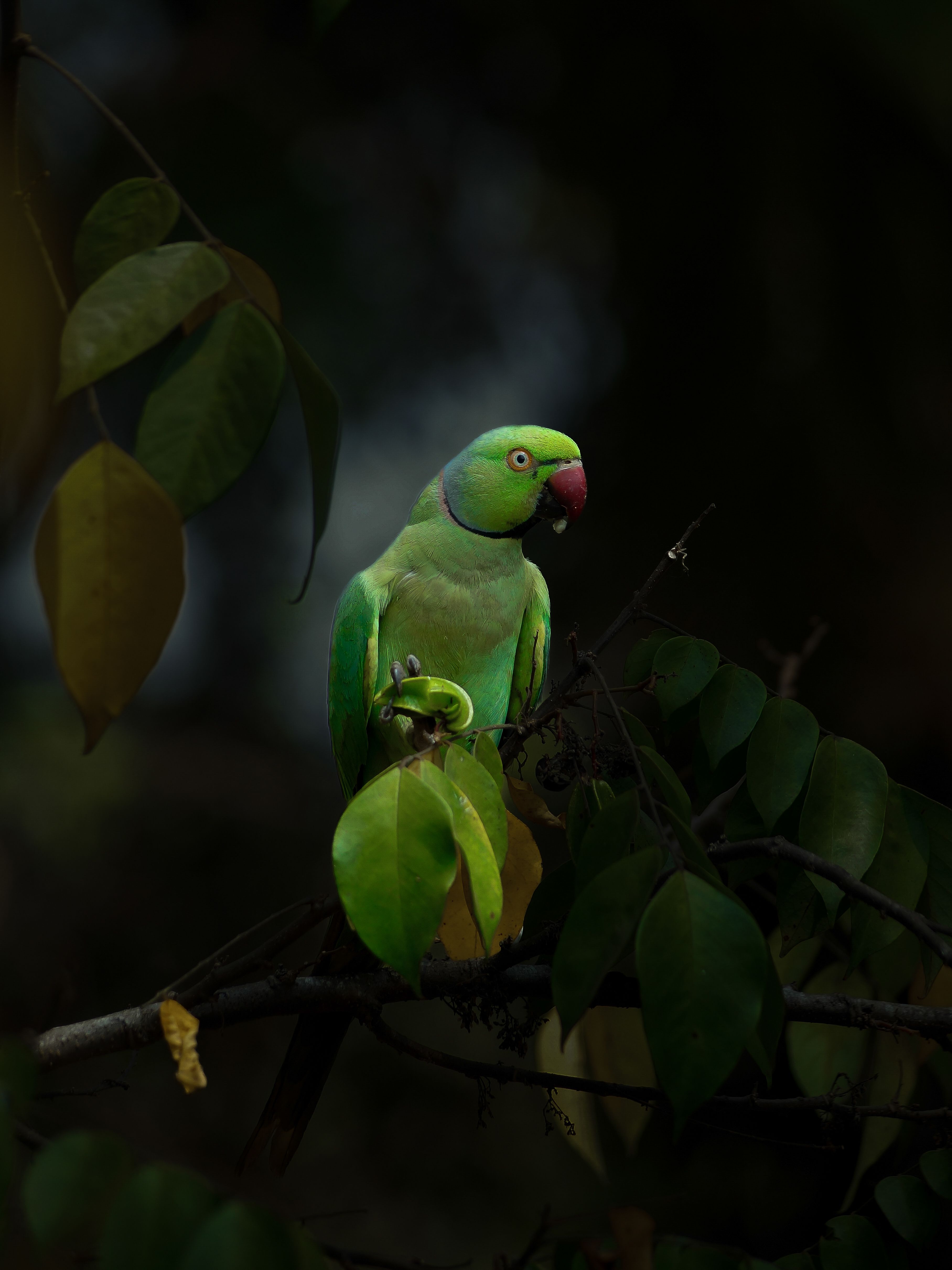 Blue and White Parakeet on Red Flooring · Free Stock Photo