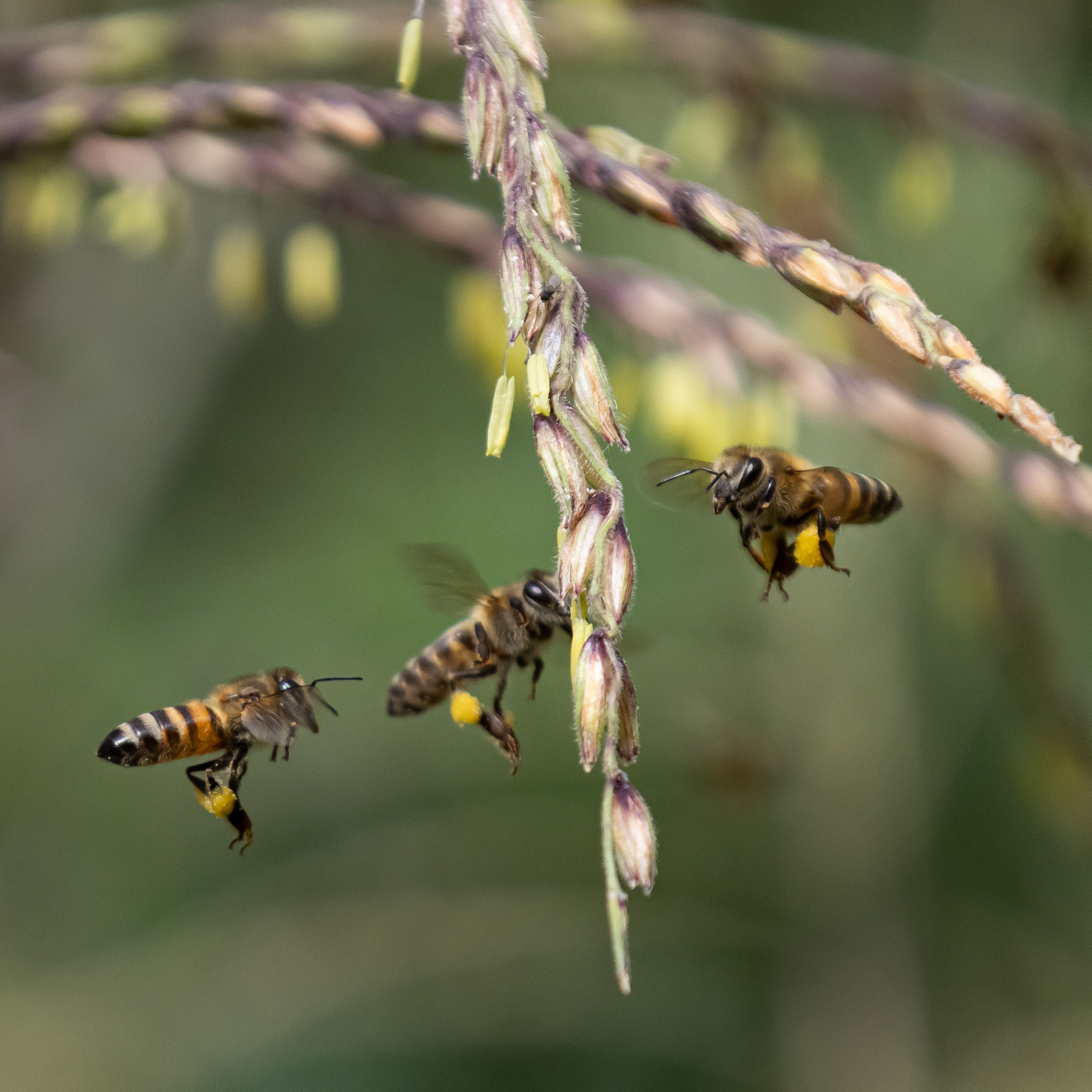 Bees Et Memes Photos Download The Best Free Bees Et Memes Stock Photos