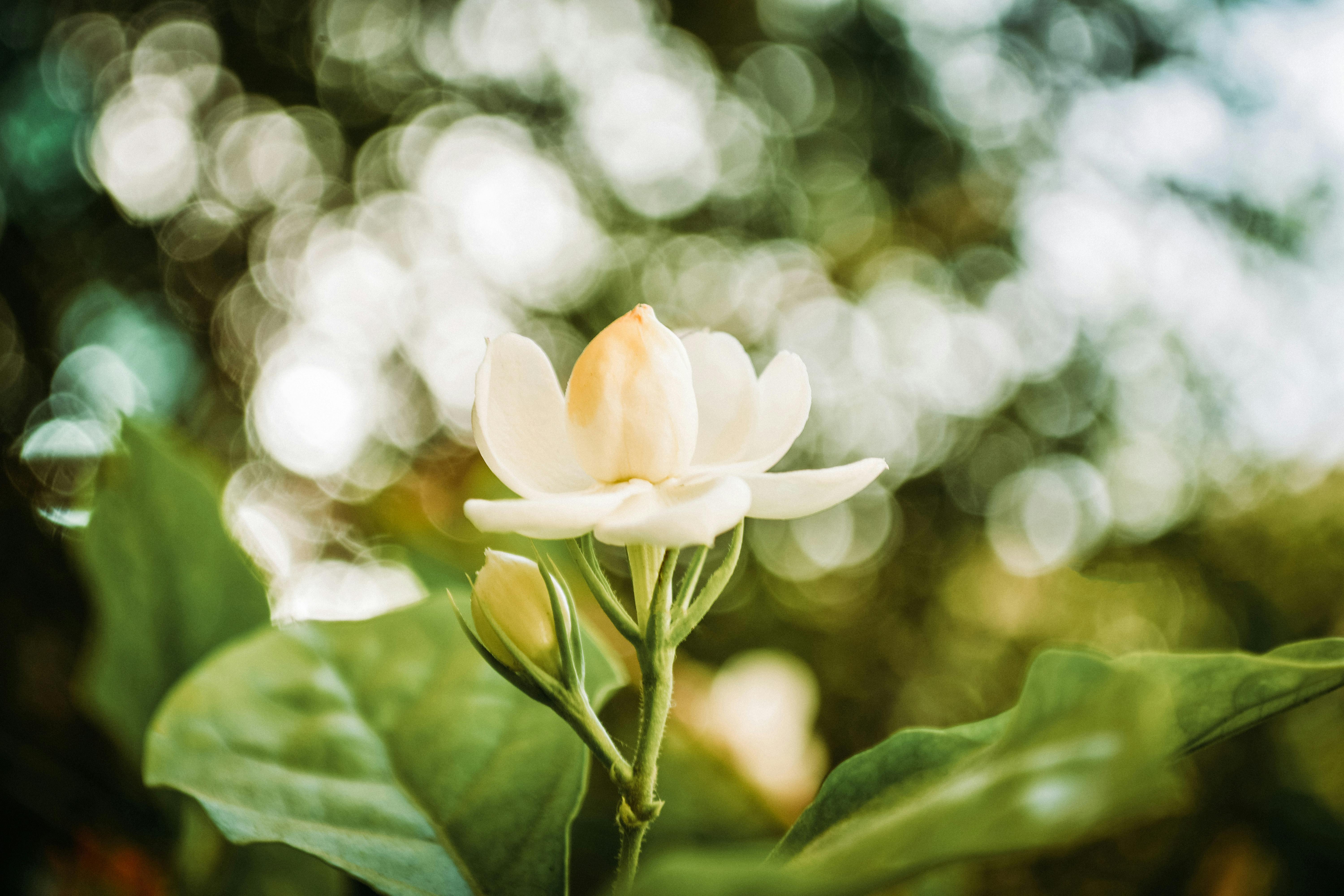 Selective Focus Photography of White Flower · Free Stock Photo