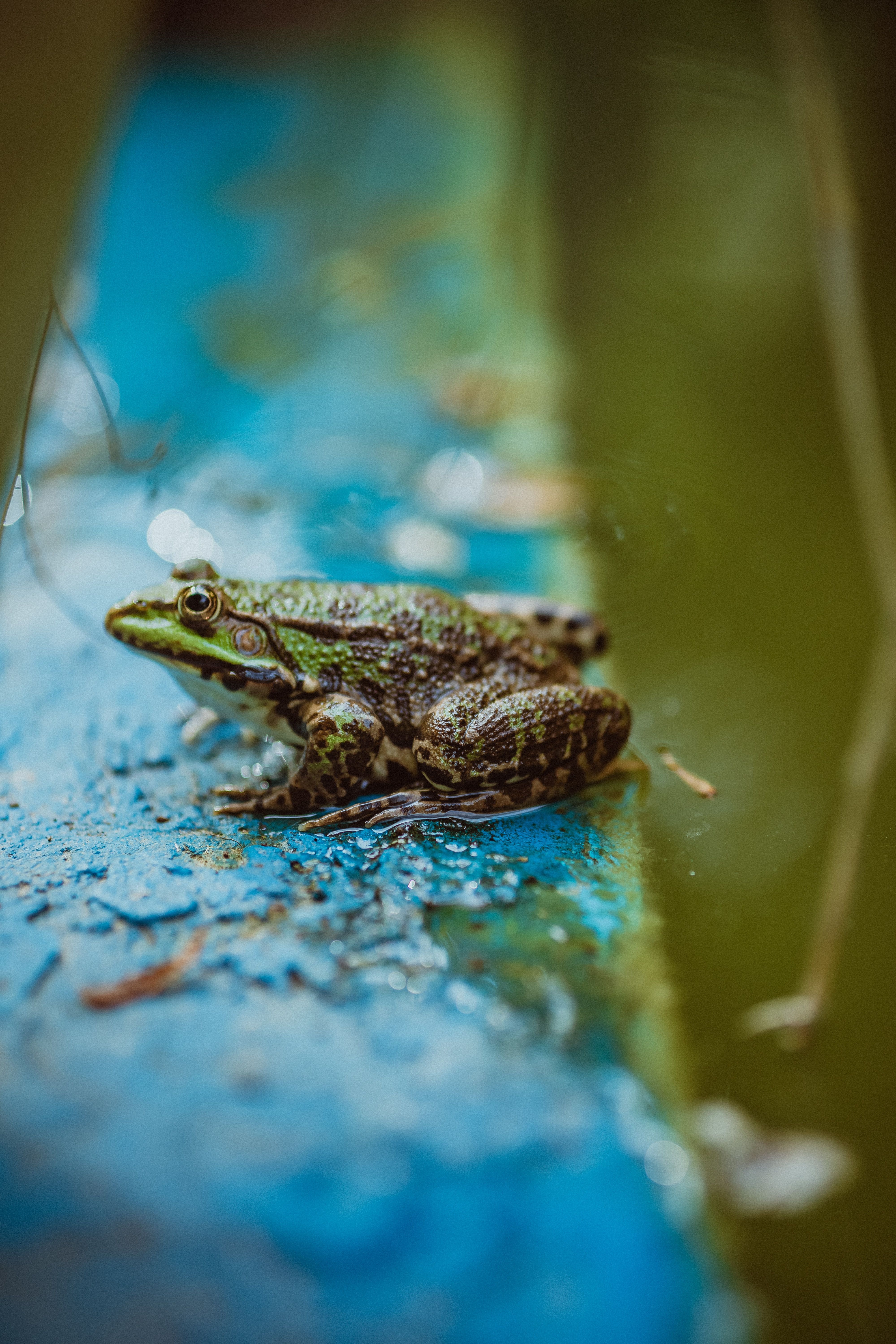 A frog sitting on top of a blue bench · Free Stock Photo