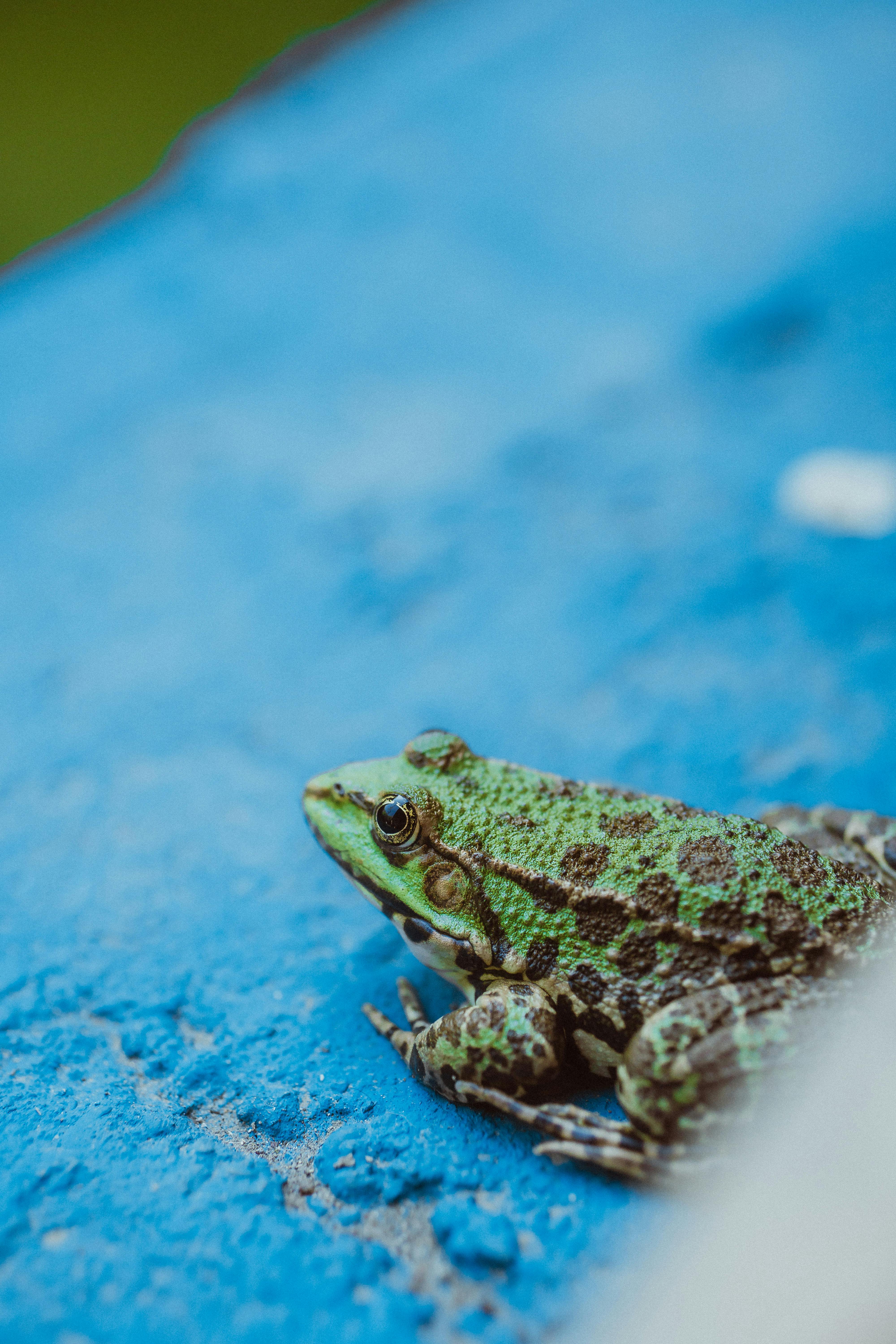 Frog on Finger · Free Stock Photo
