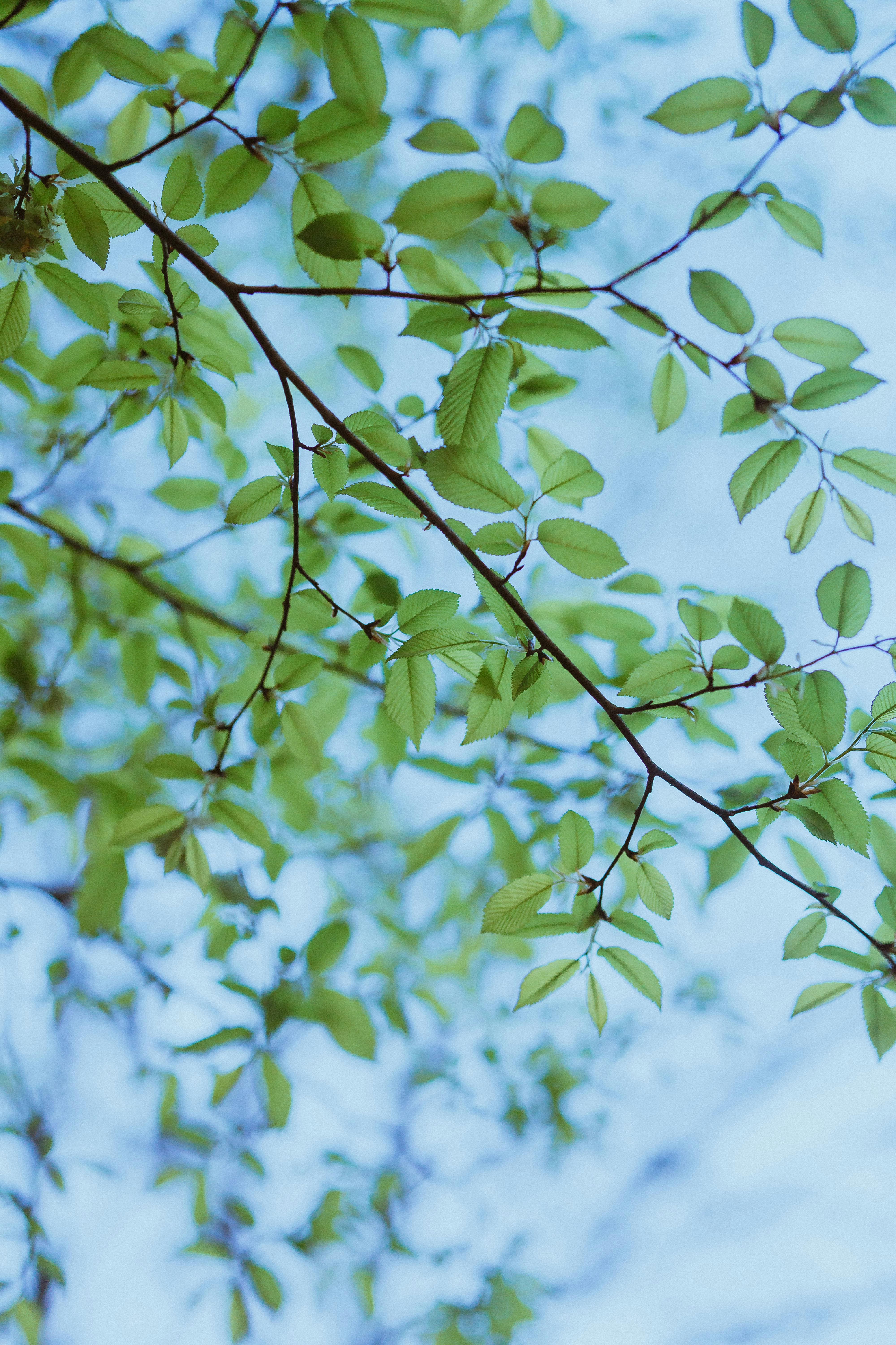 Green Leafed Tree Low Angle Photography · Free Stock Photo