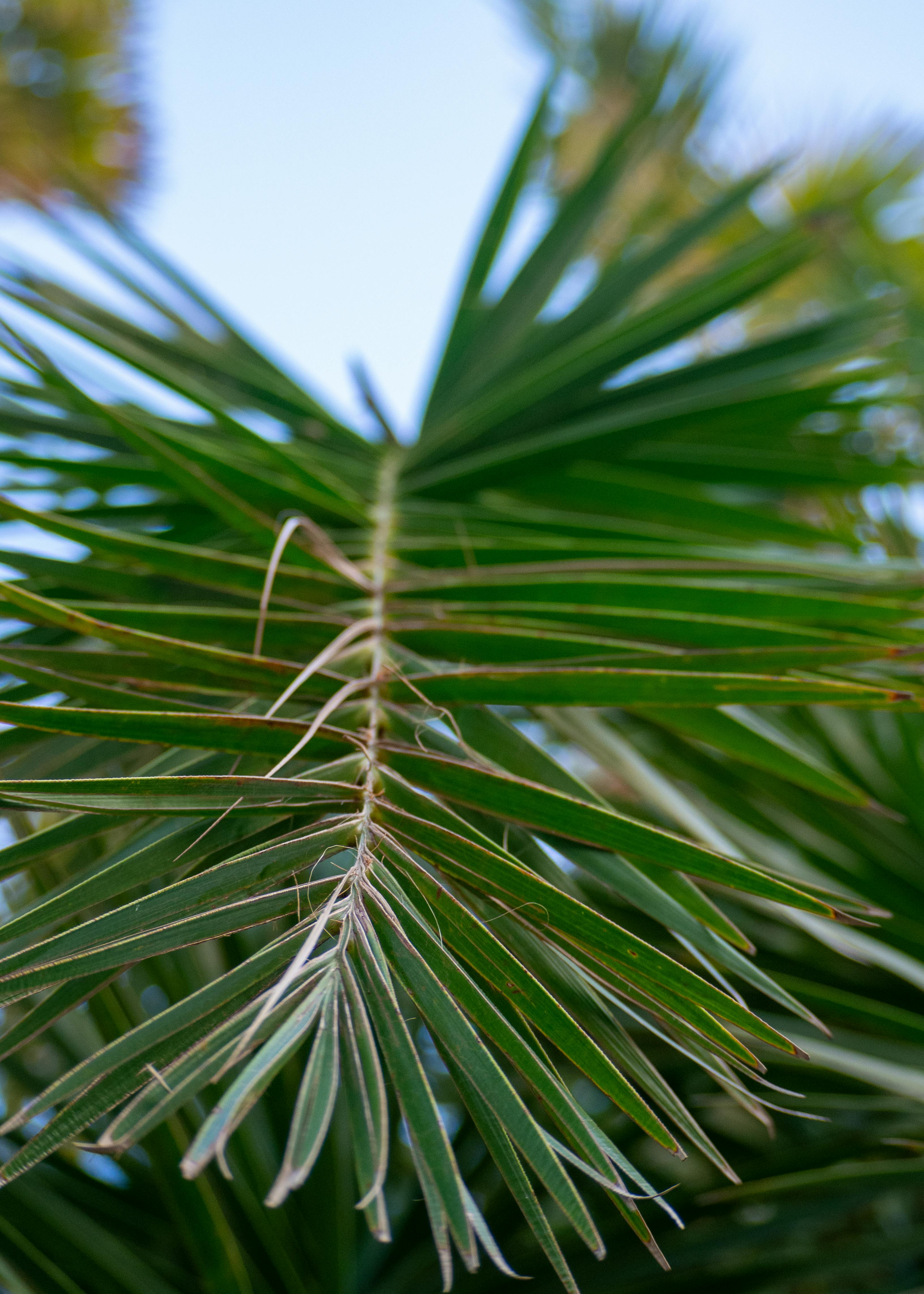 Plants & Flowers 111 Photos & Videos Collected by Alexa Heinrich