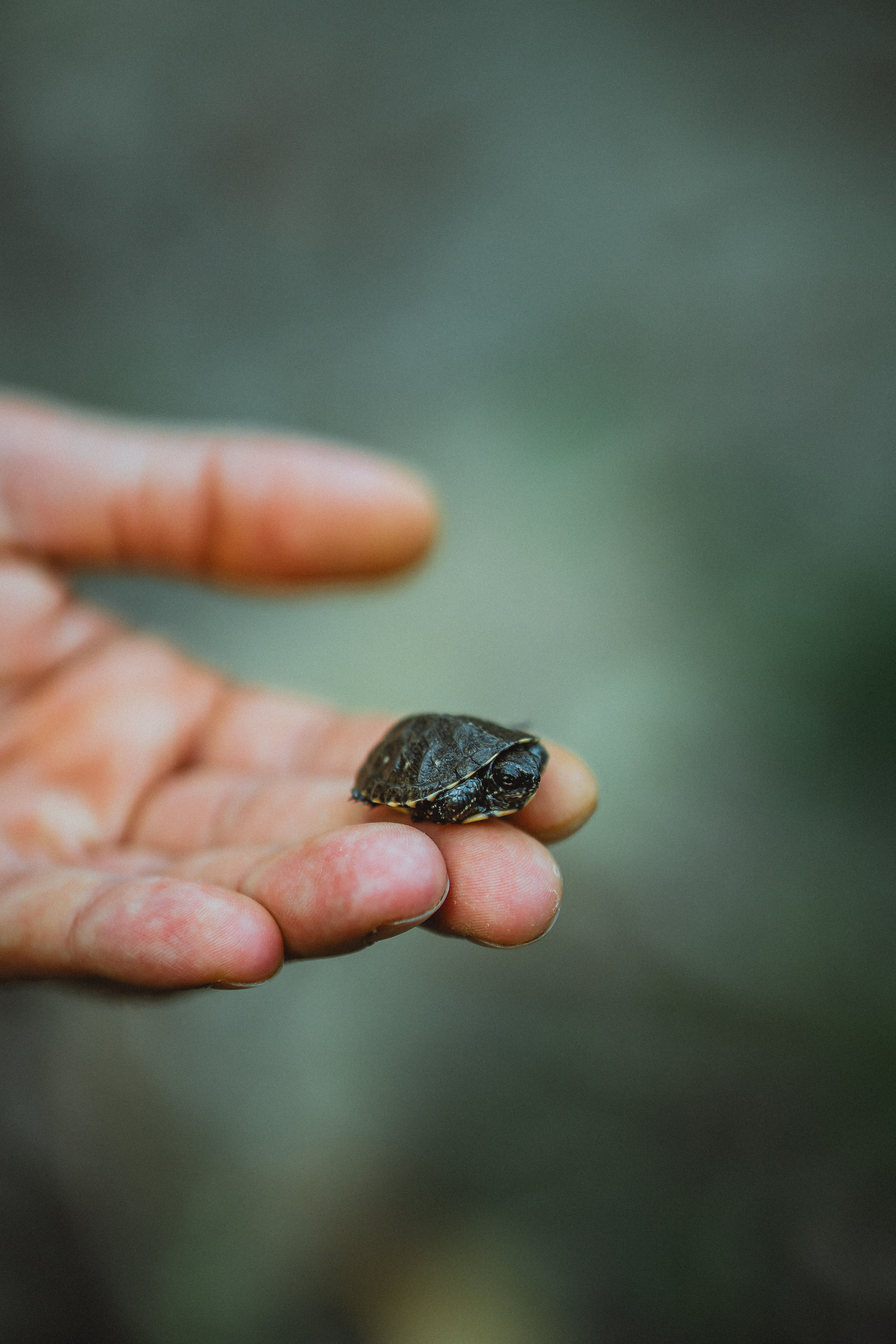 Person Hand Holding Turtle Hatchling · Free Stock Photo