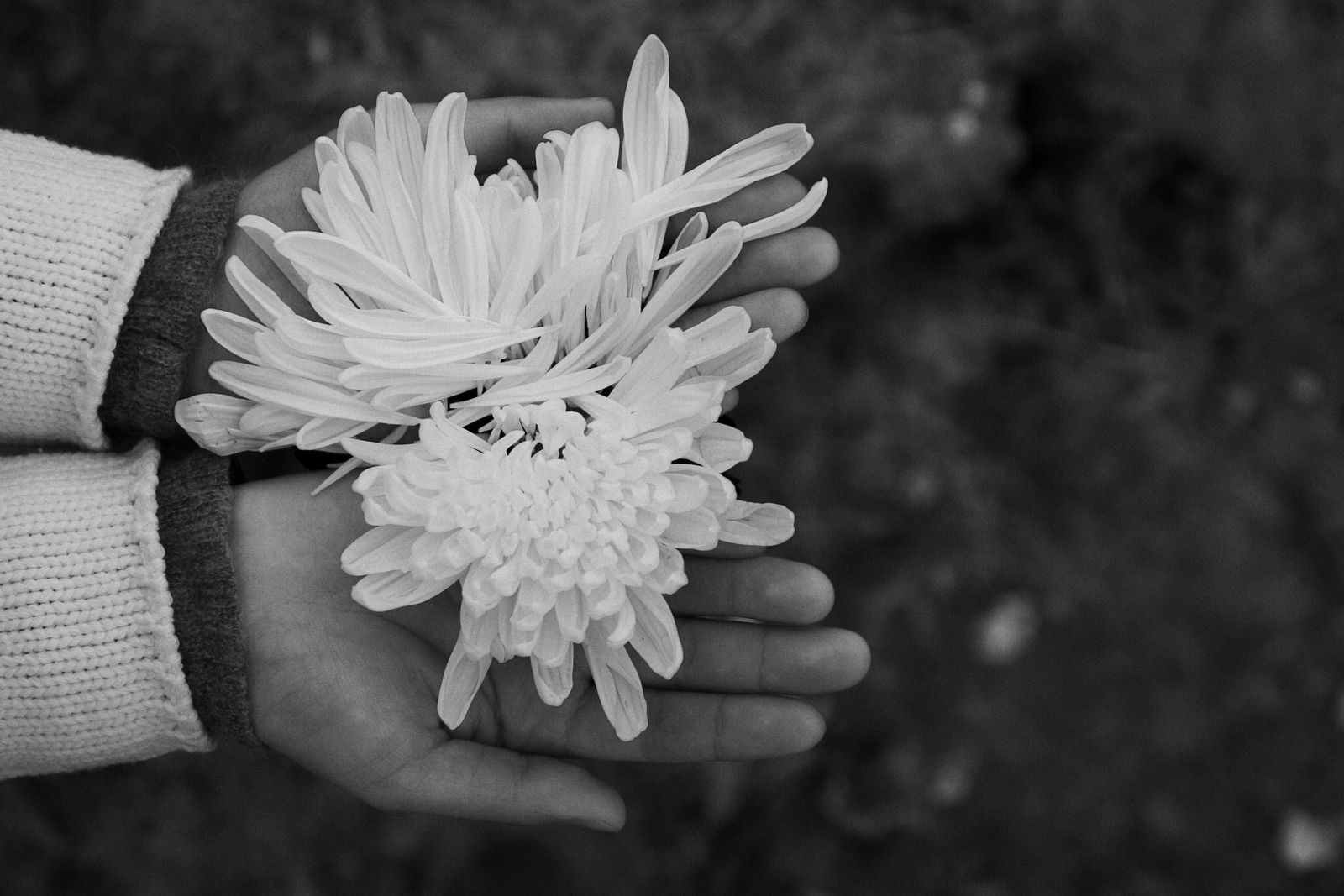 Flower+Clipart+Free+Black+And+White Photos, Download The BEST Free ...