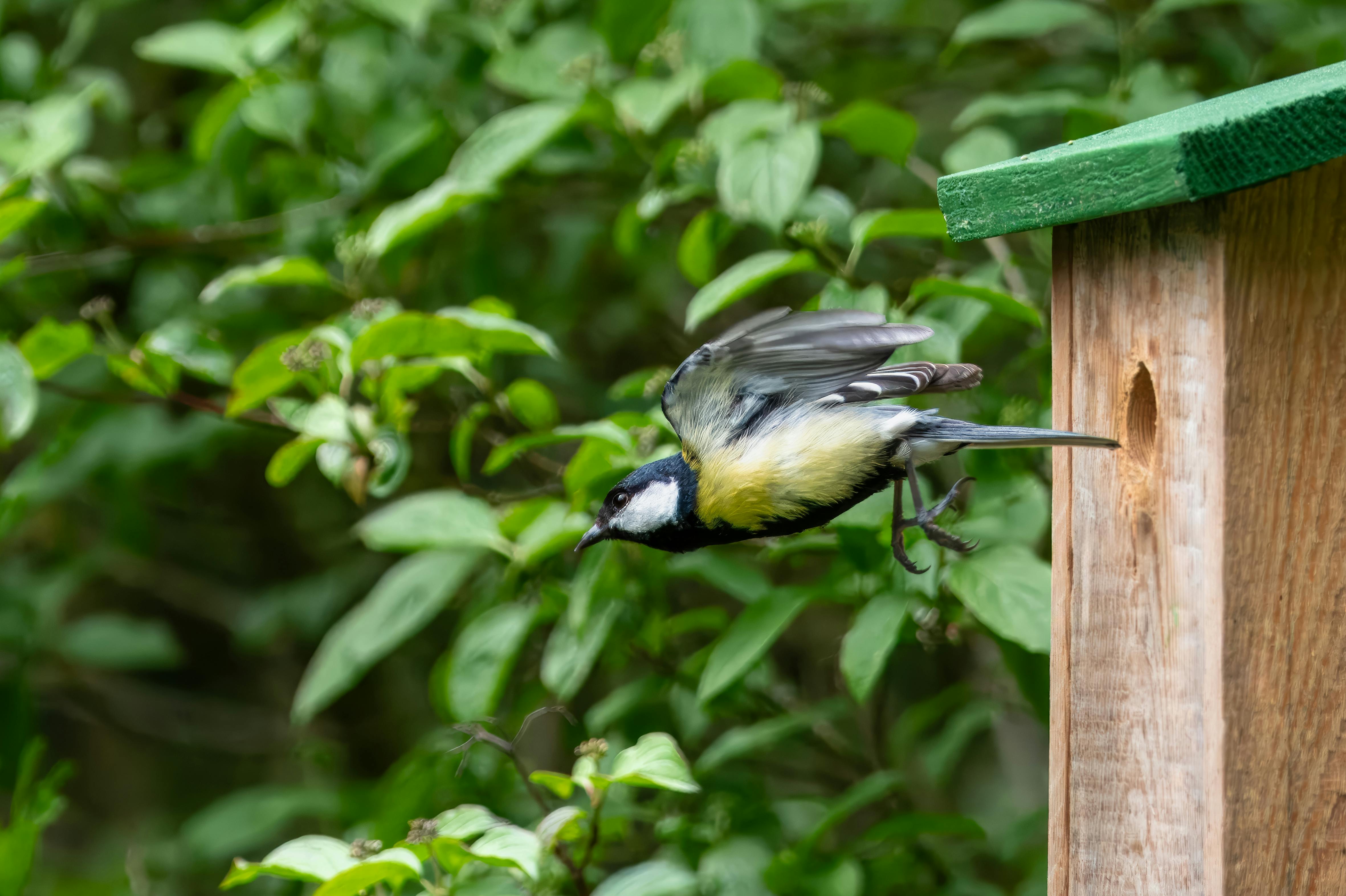 A bird flying over a bird house with a green roof · Free Stock Photo