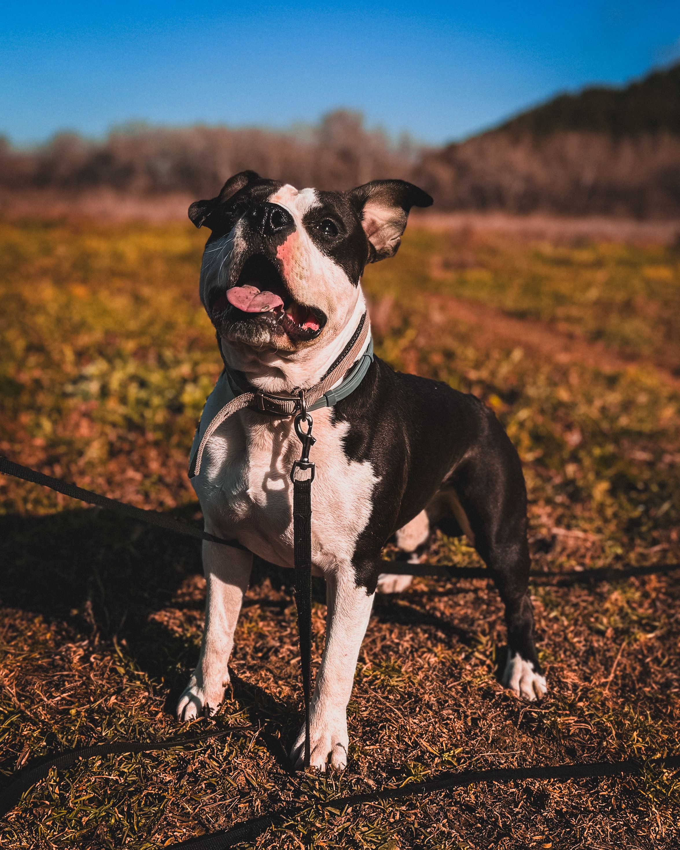 Boston Terrier Dog Standing on Field with Leash on · Free Stock Photo