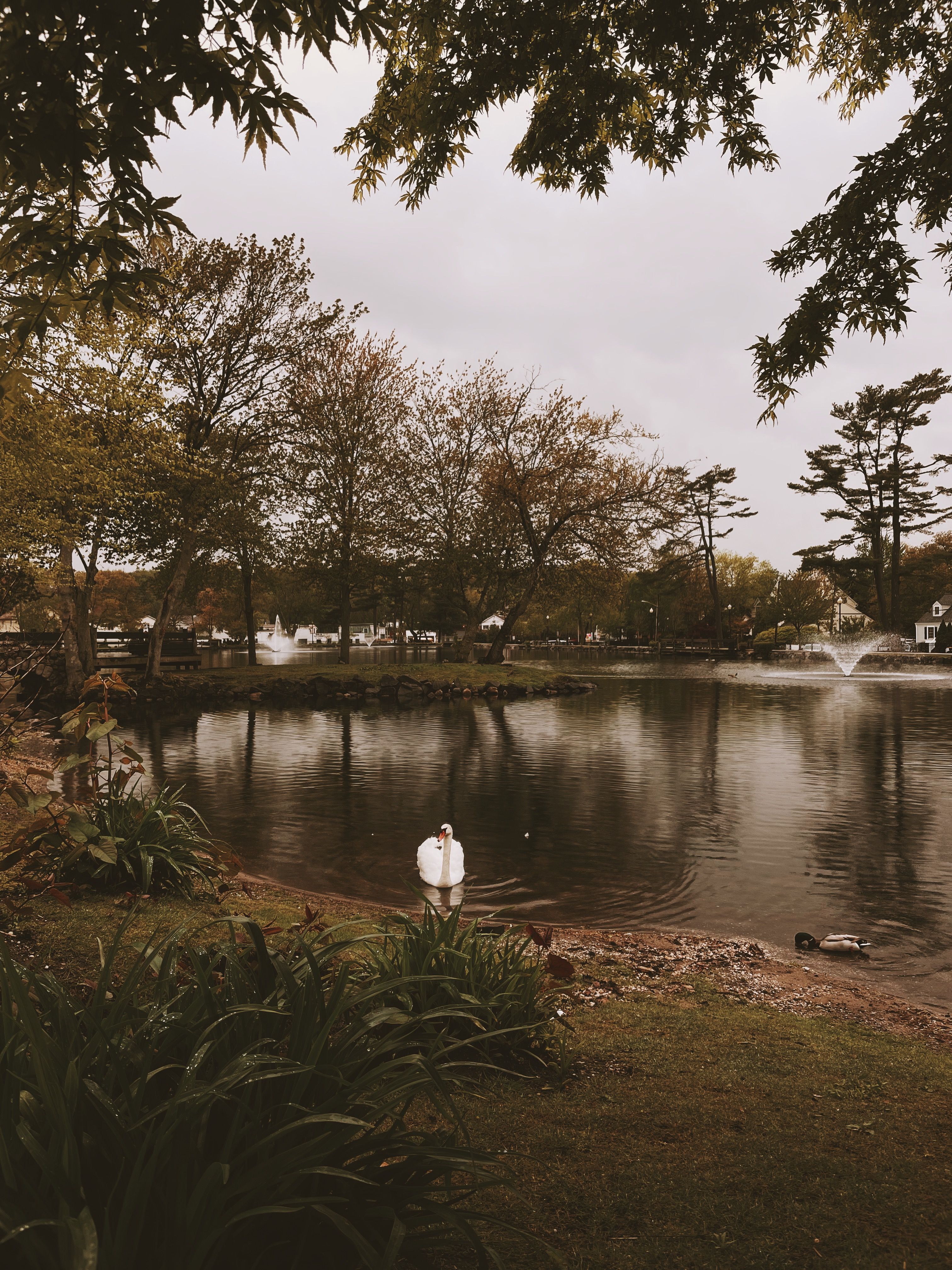 A Swan on a Pond in Park · Free Stock Photo