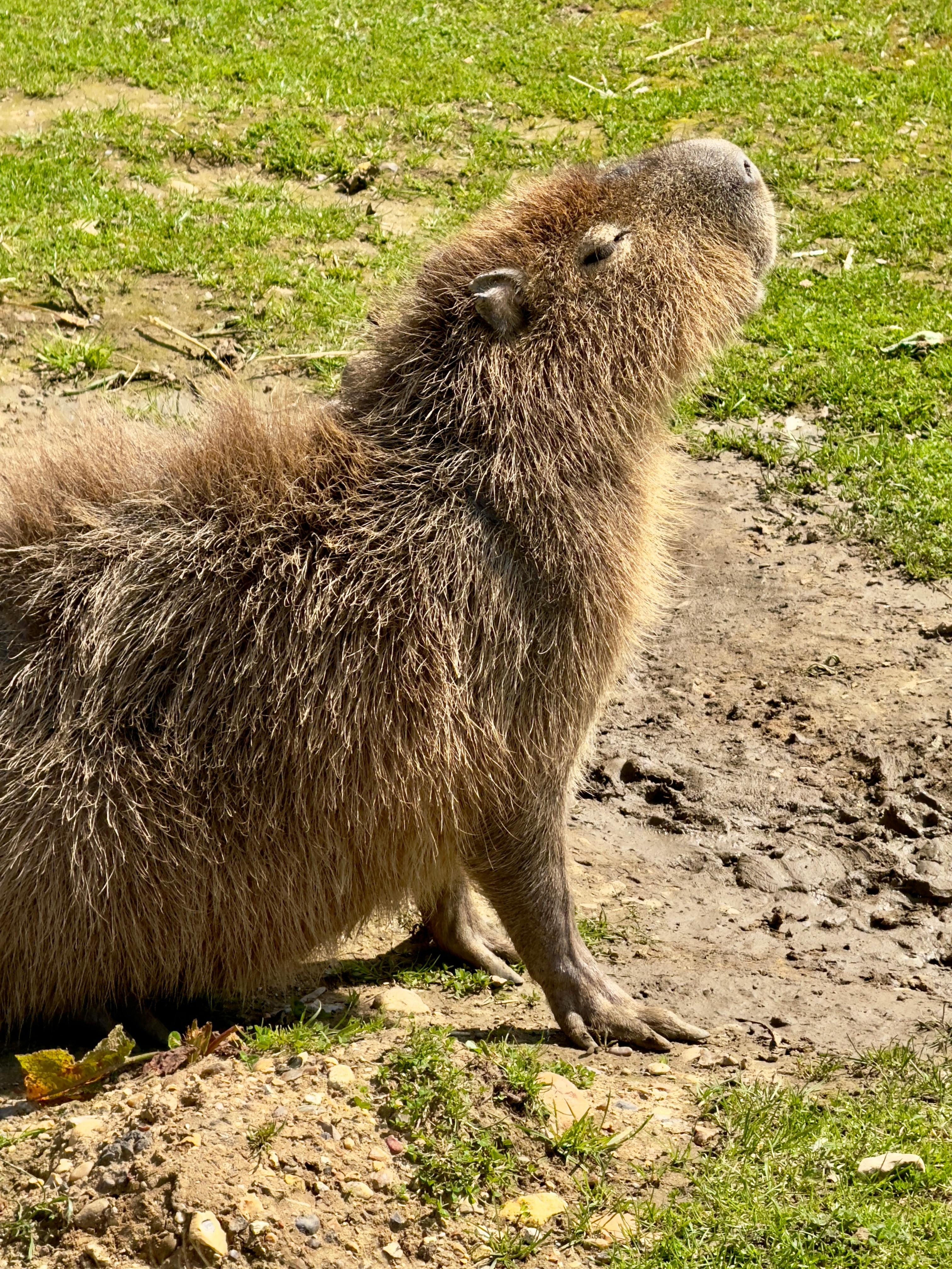 Photo of 3 Capybara Standing Near Wooden Branch and Grass · Free Stock ...