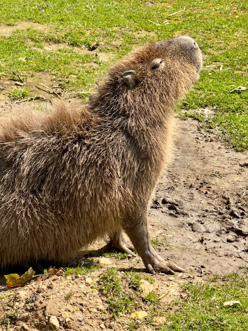 Cute Capybara Photos, Download The BEST Free Cute Capybara Stock Photos ...