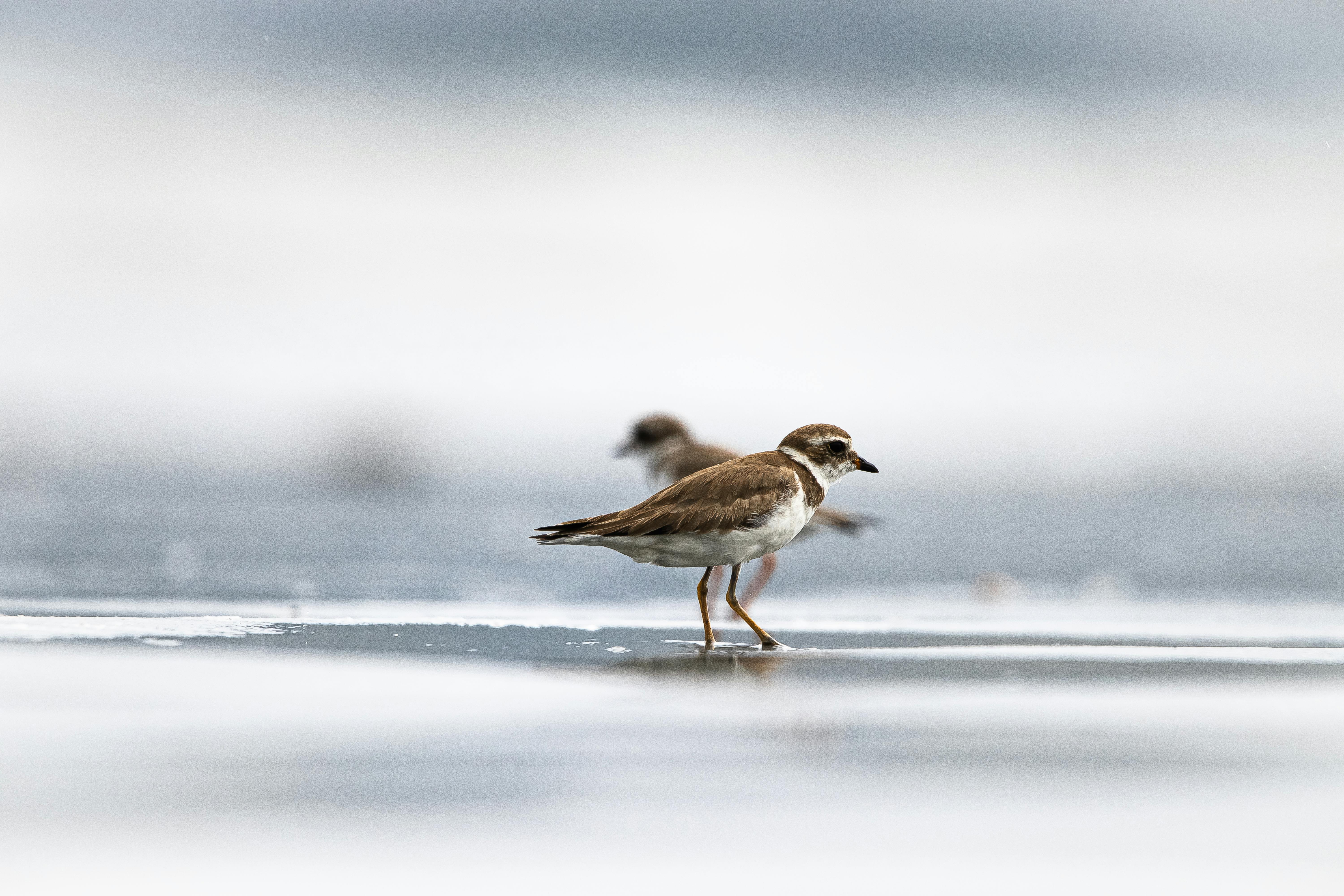Small Waterbirds on the Beach · Free Stock Photo
