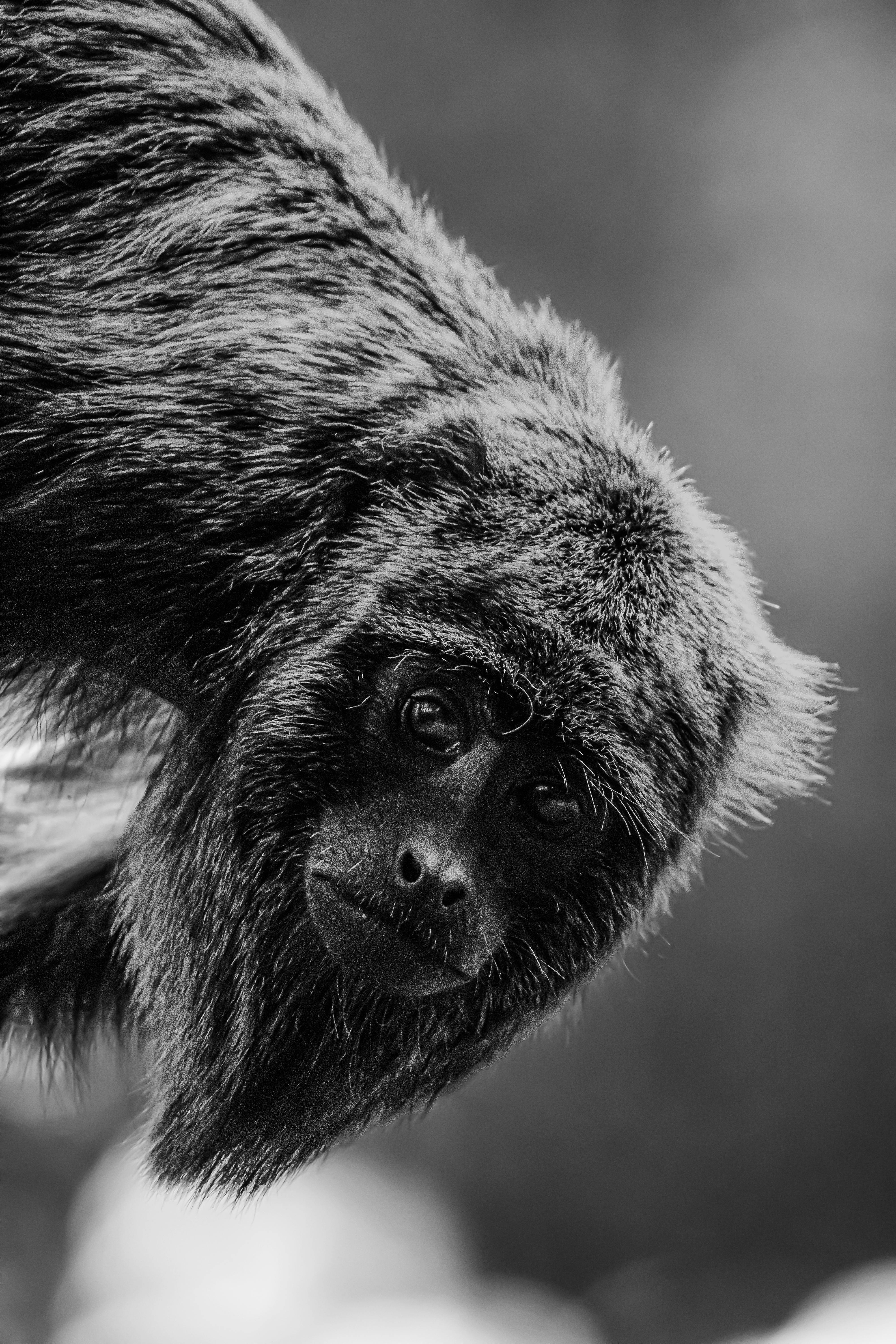 Close-up of a Monkey, Black And White · Free Stock Photo