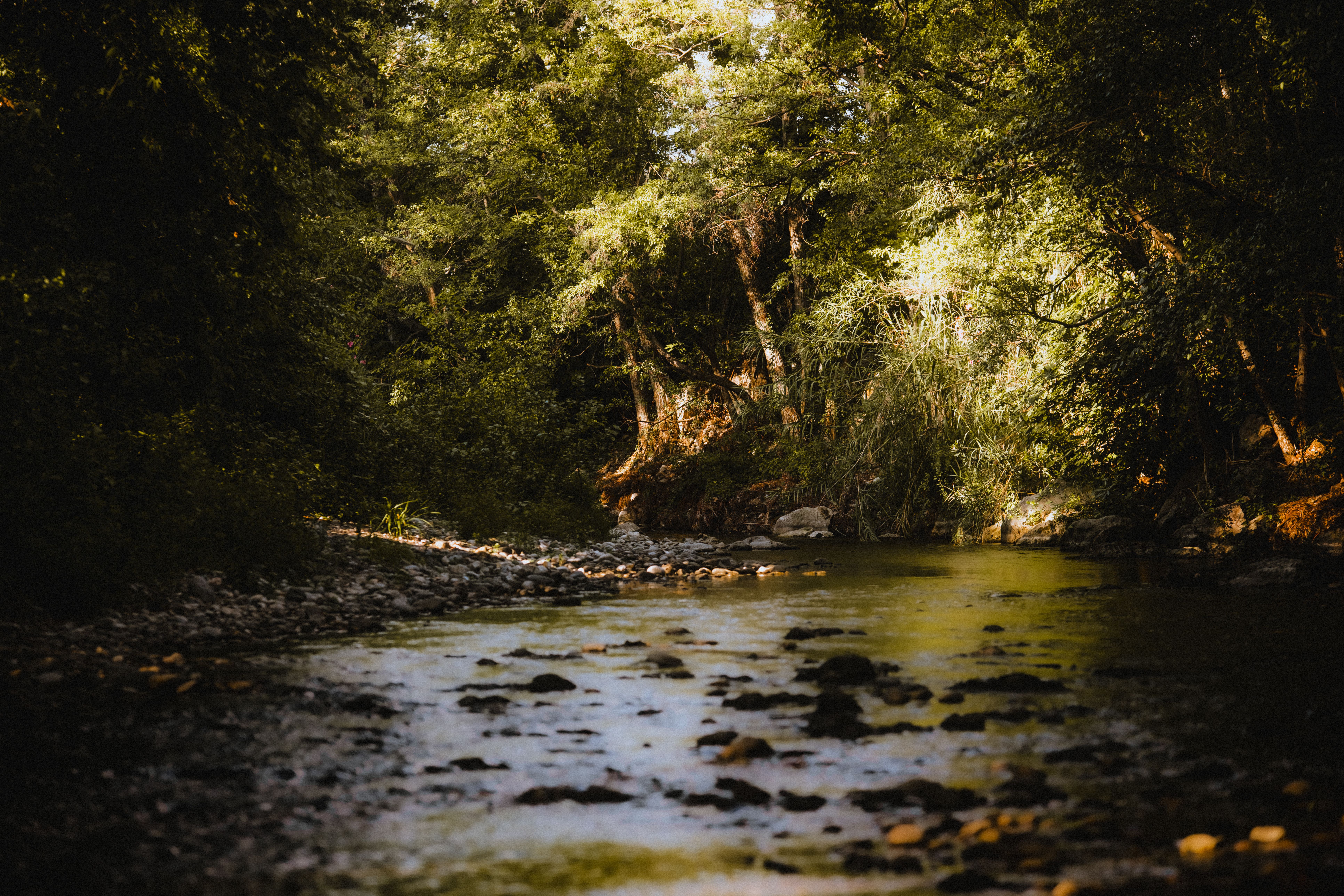 A Shallow Rocky Stream in the Forest · Free Stock Photo