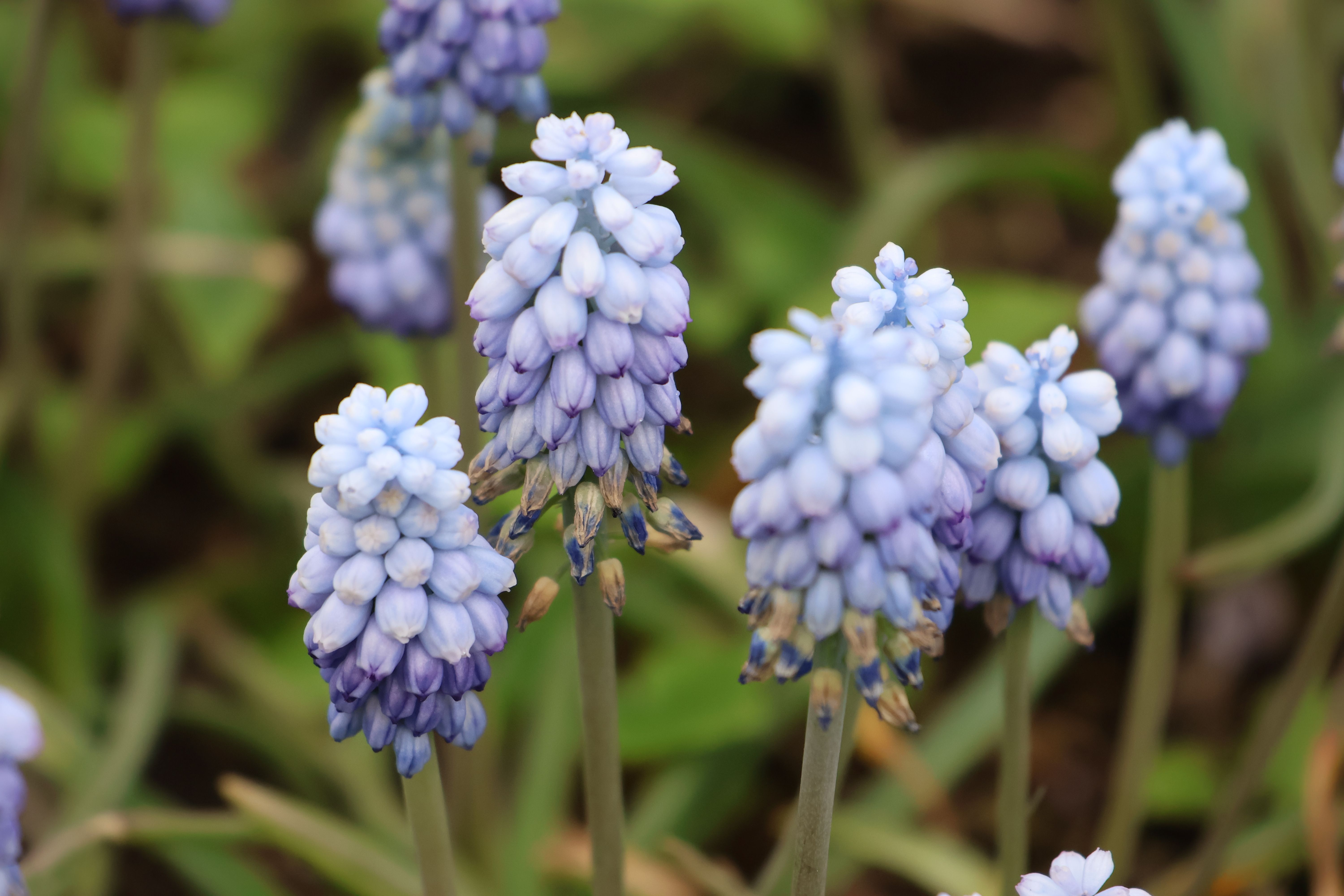 Purple Spring Flowers · Free Stock Photo