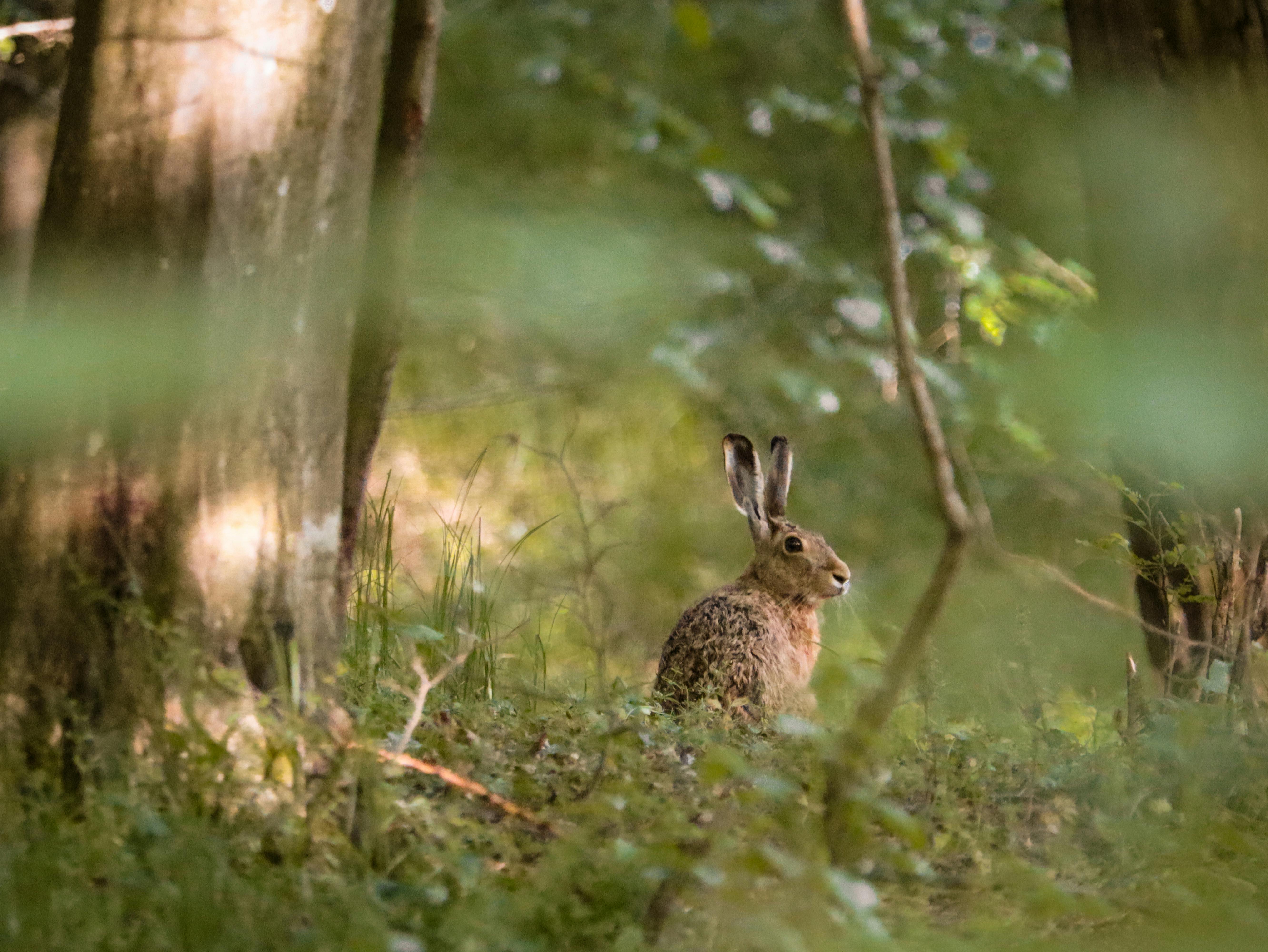 Hare in Forest · Free Stock Photo