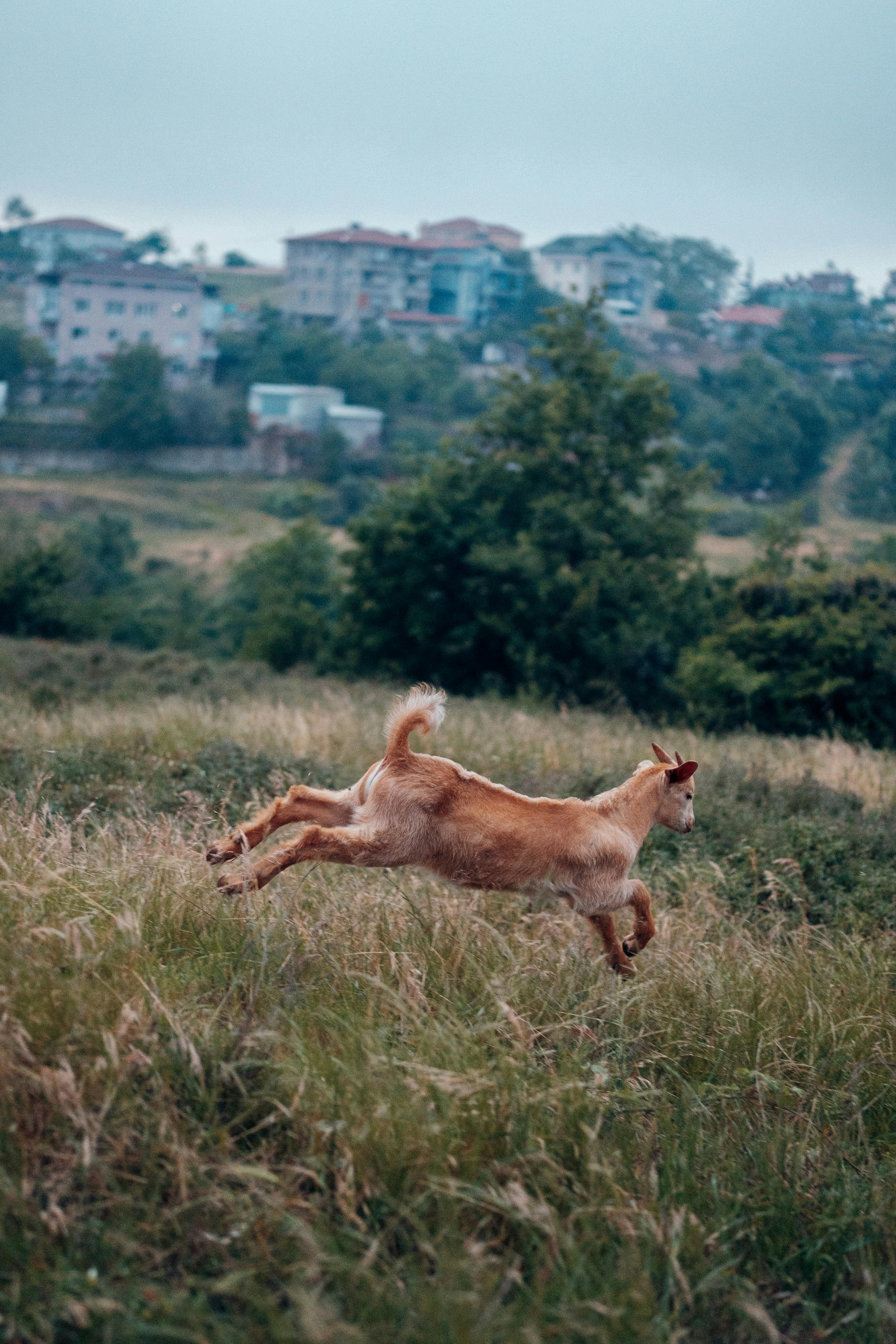 Goat Leap Photos, Download The BEST Free Goat Leap Stock Photos & HD Images