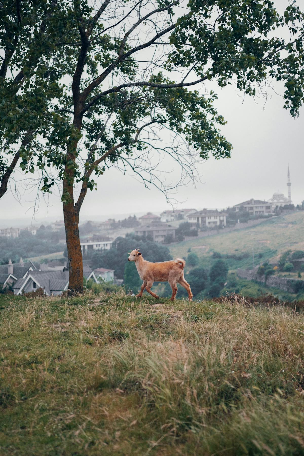 Wild Nature Photos, Download The BEST Free Wild Nature Stock Photos ...