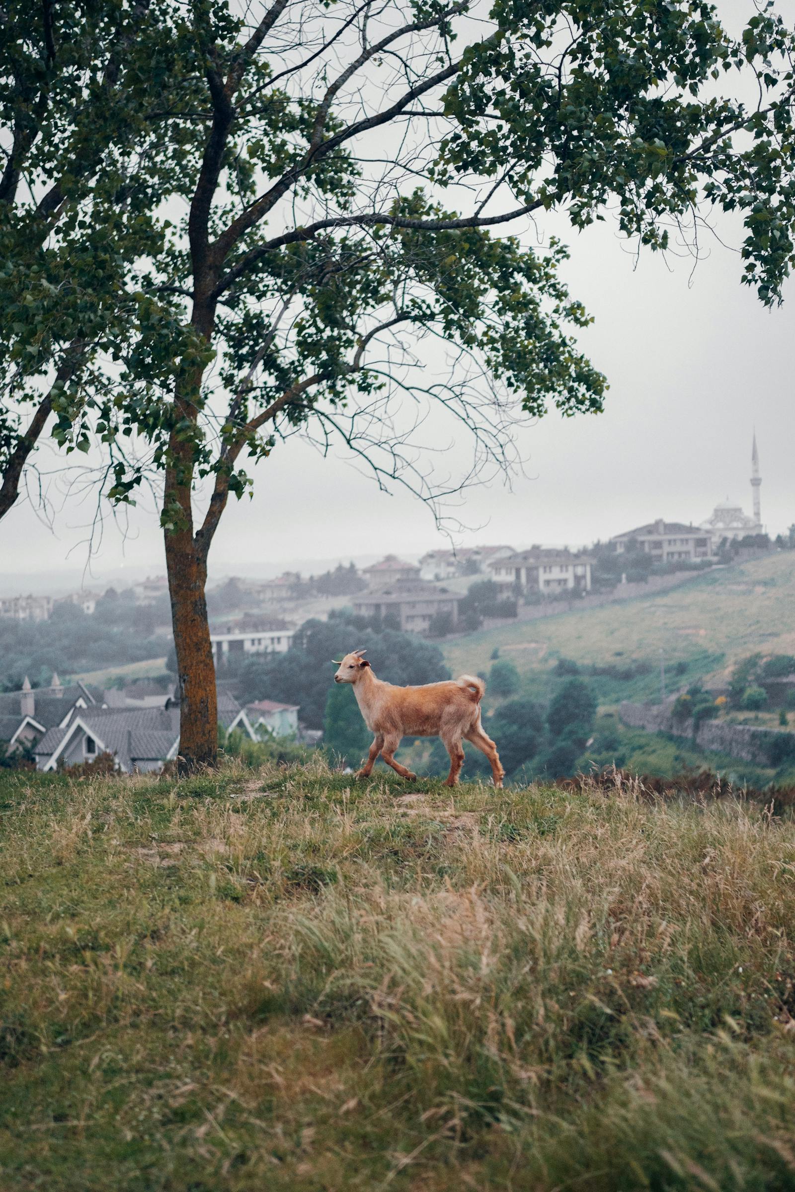 Wild Nature Photos, Download The BEST Free Wild Nature Stock Photos ...