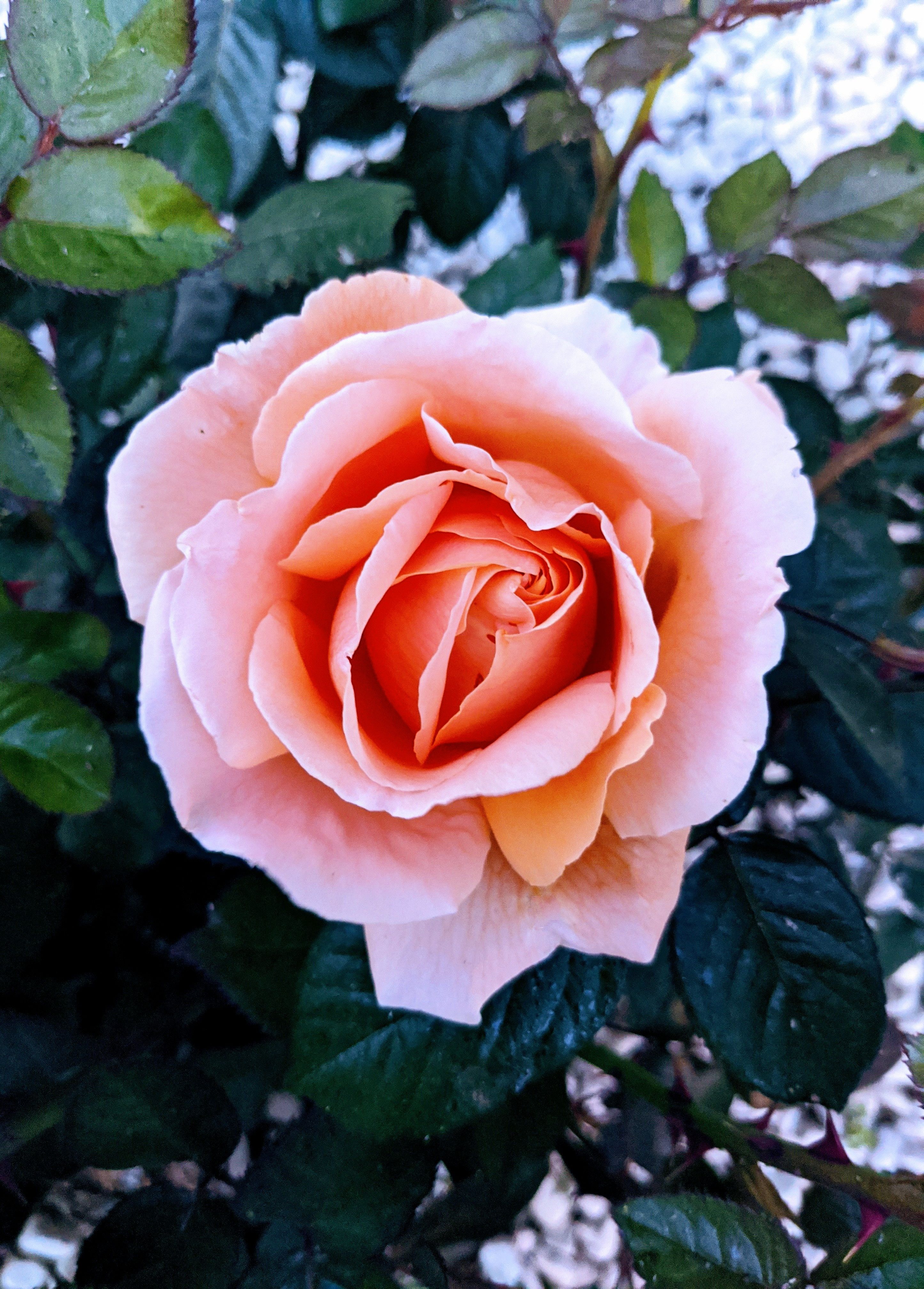 Rose Grove Photos, Download The BEST Free Rose Grove Stock Photos & HD ...