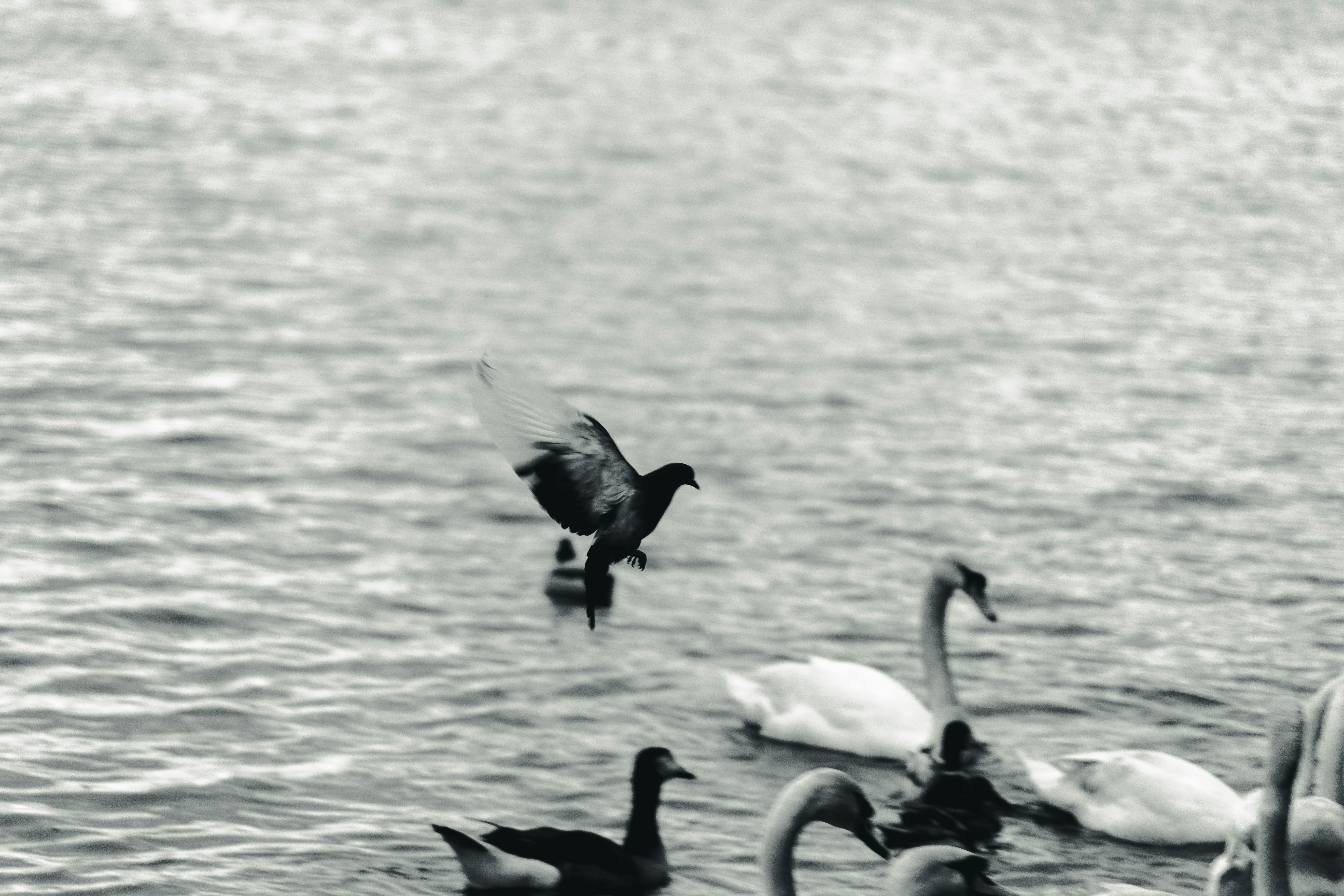 Grayscale Photography Of Birds · Free Stock Photo