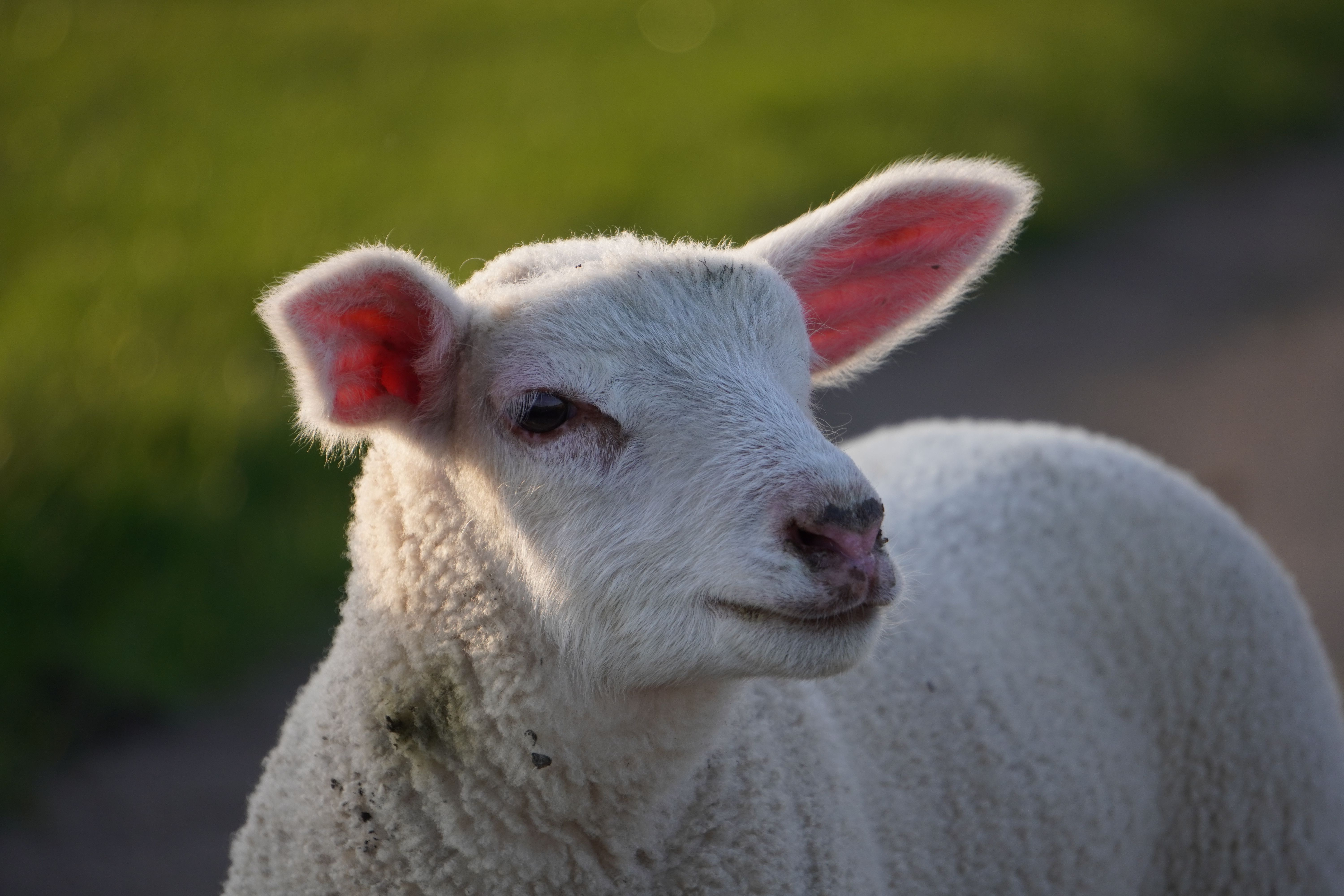 A close up of a lamb with its ears up · Free Stock Photo