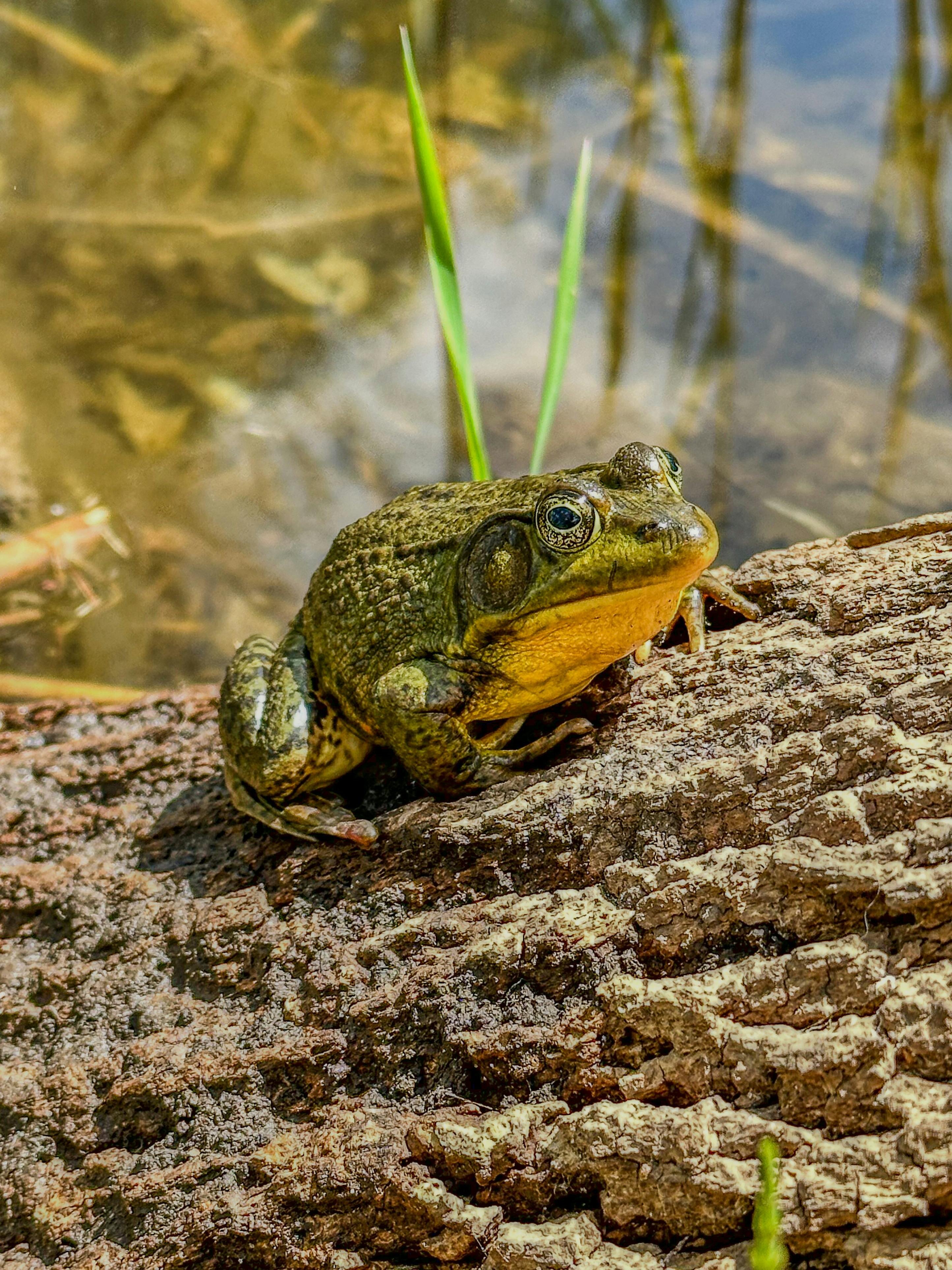 Photo Of A Frog · Free Stock Photo