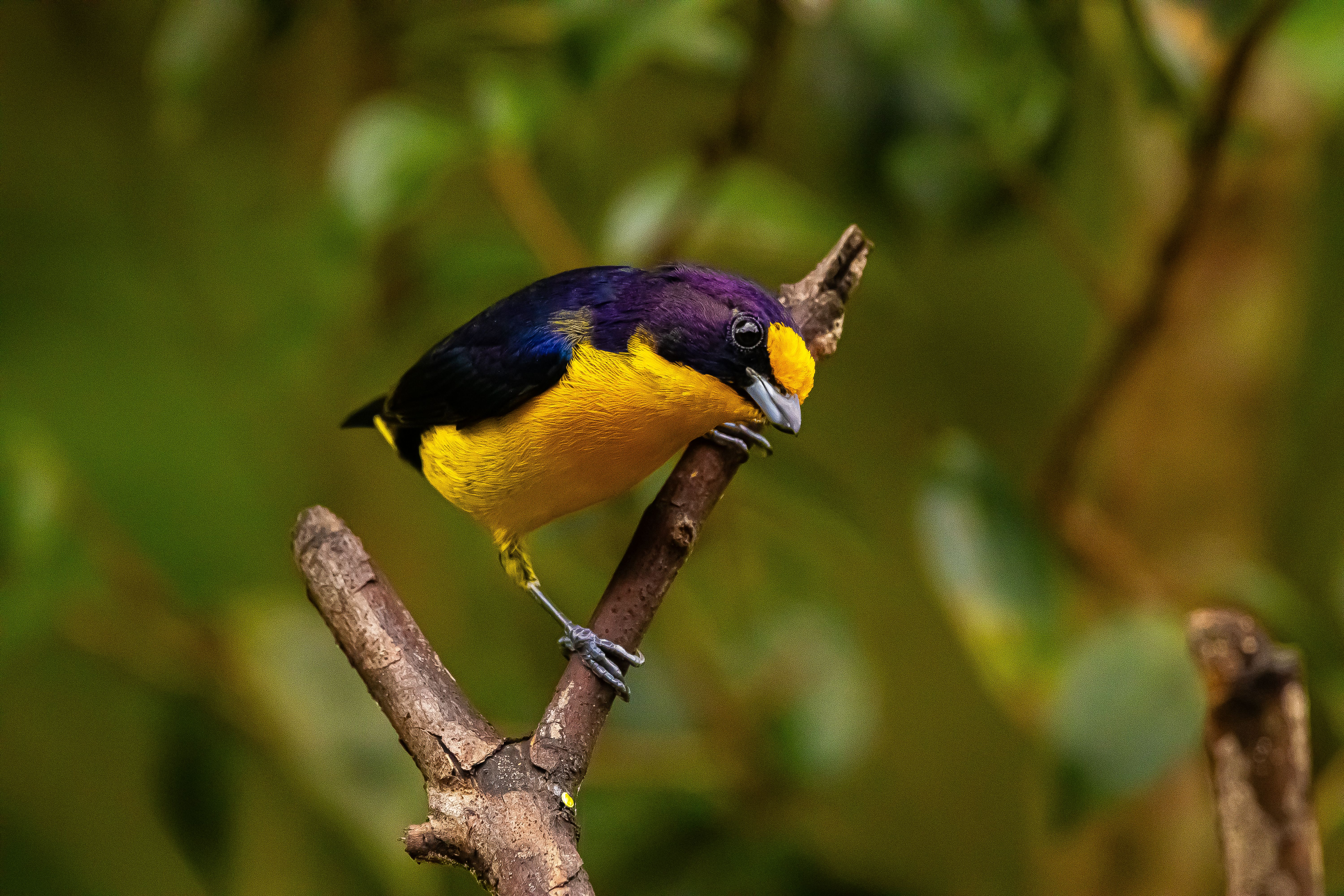 Foto de stock gratuita sobre al aire libre, amarillo y azul, américa ...