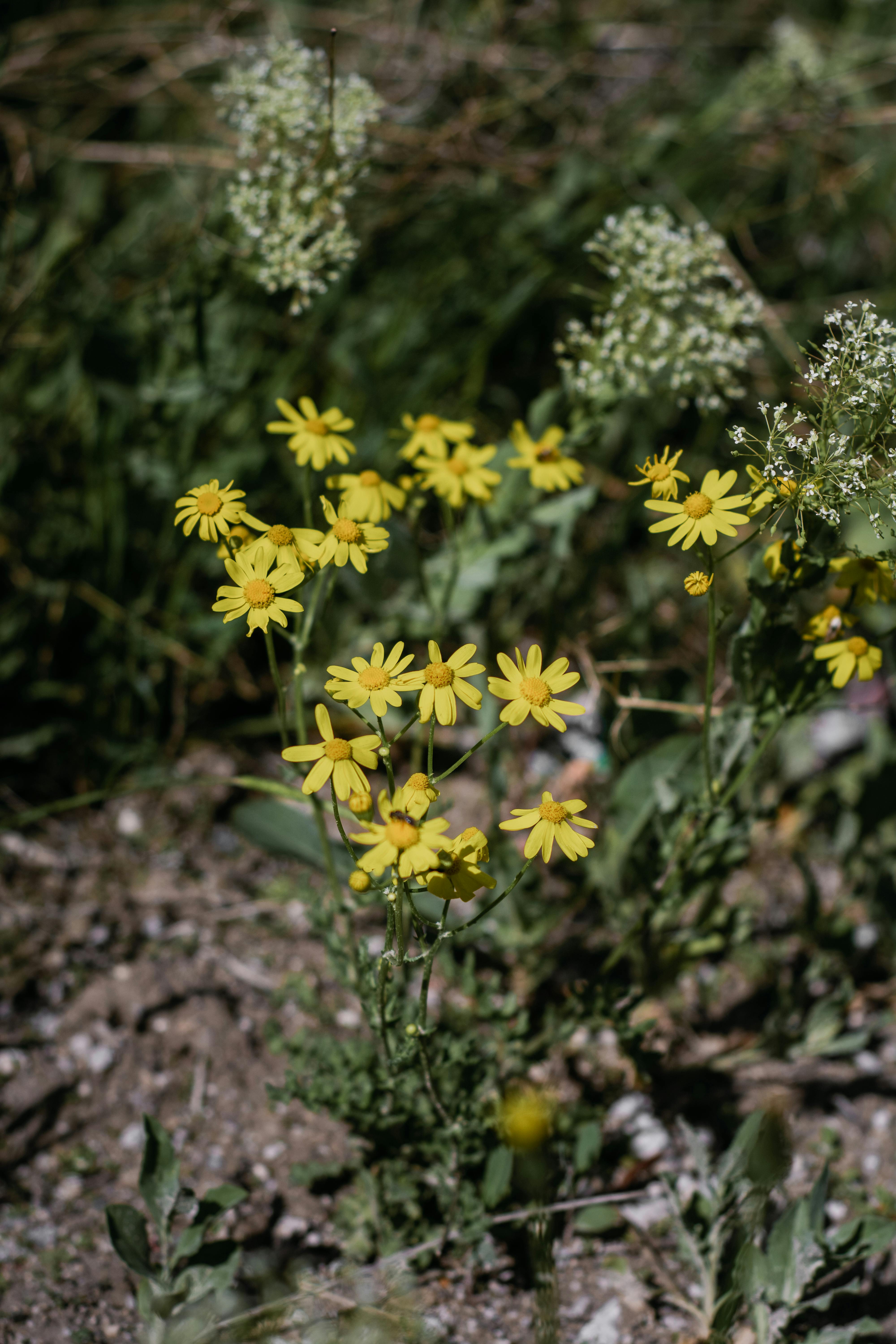 Yellow Flowers on Meadow · Free Stock Photo
