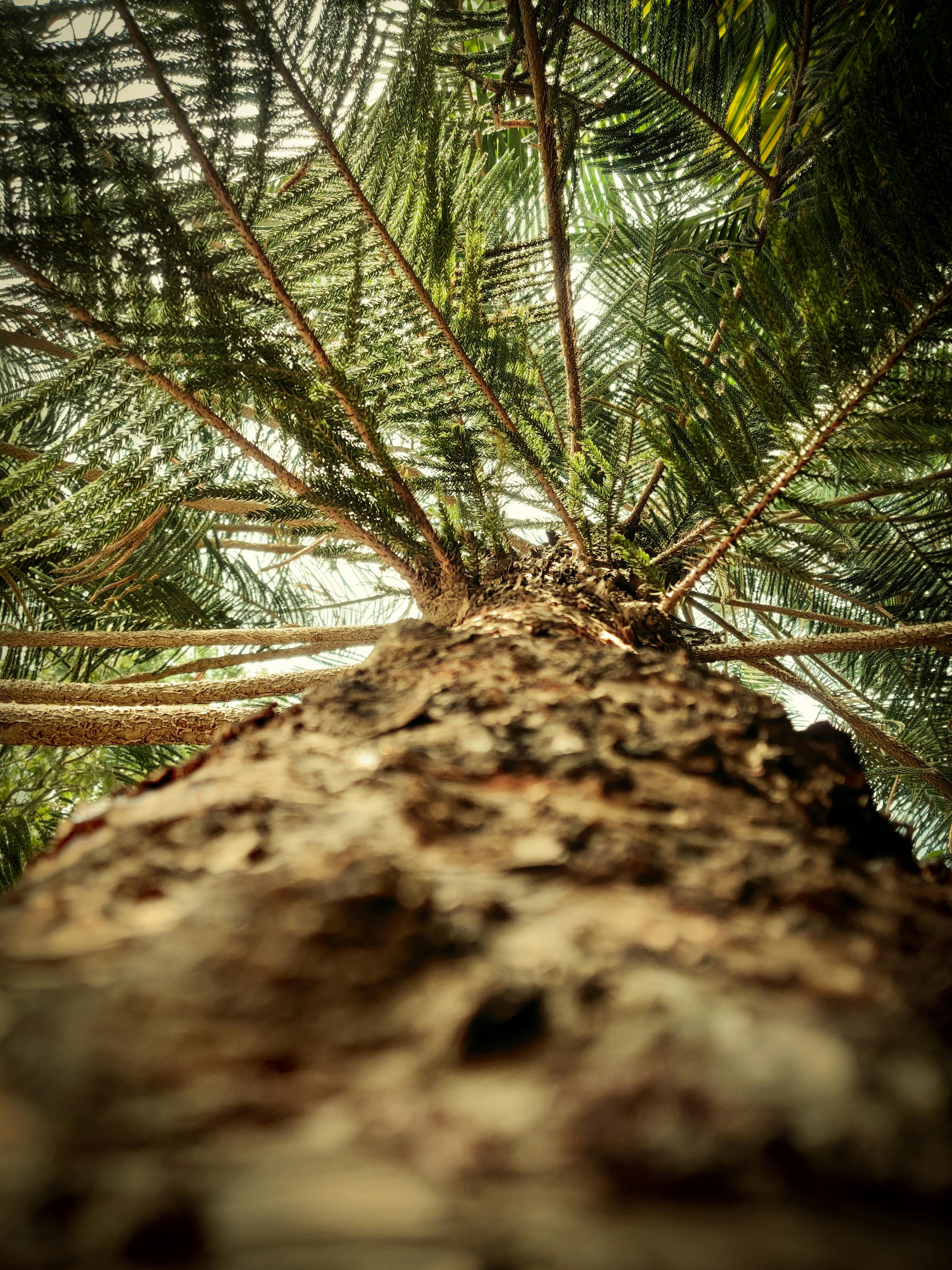 Close Up Photo of a Tree · Free Stock Photo