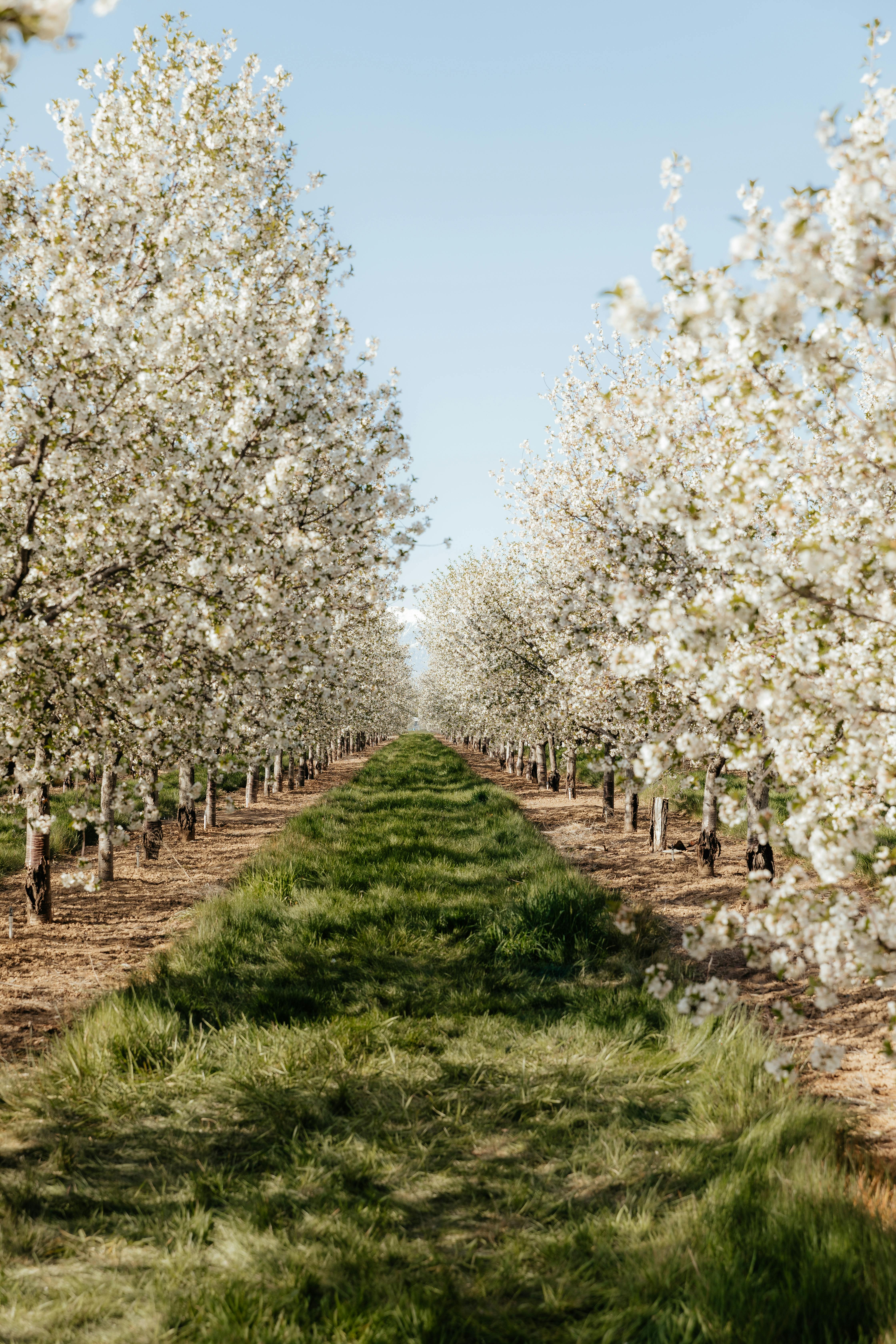 Apple Orchard Photos, Download The BEST Free Apple Orchard Stock Photos ...