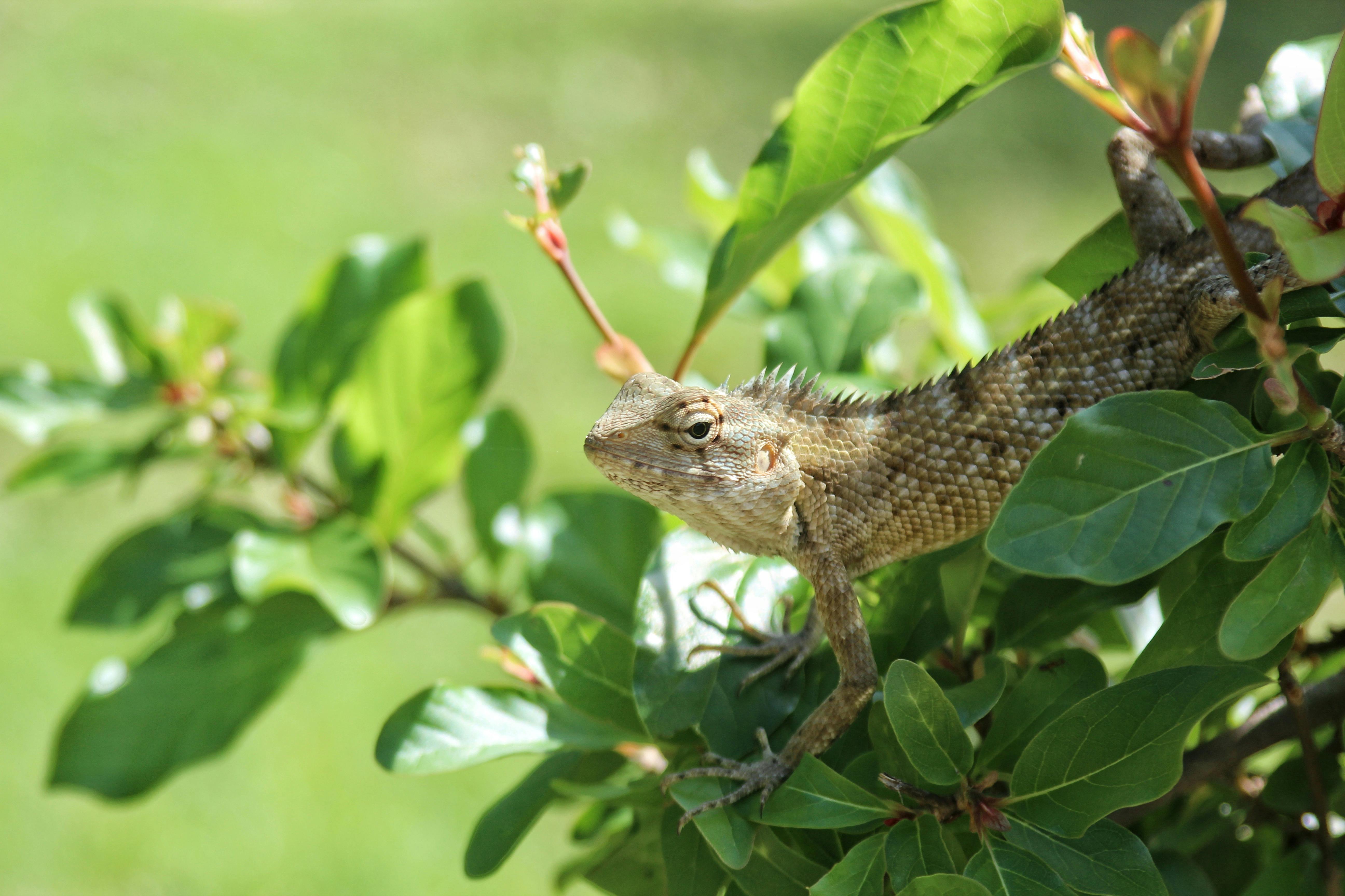 Natural Behavior Of Lizards Photos, Download The BEST Free Natural ...